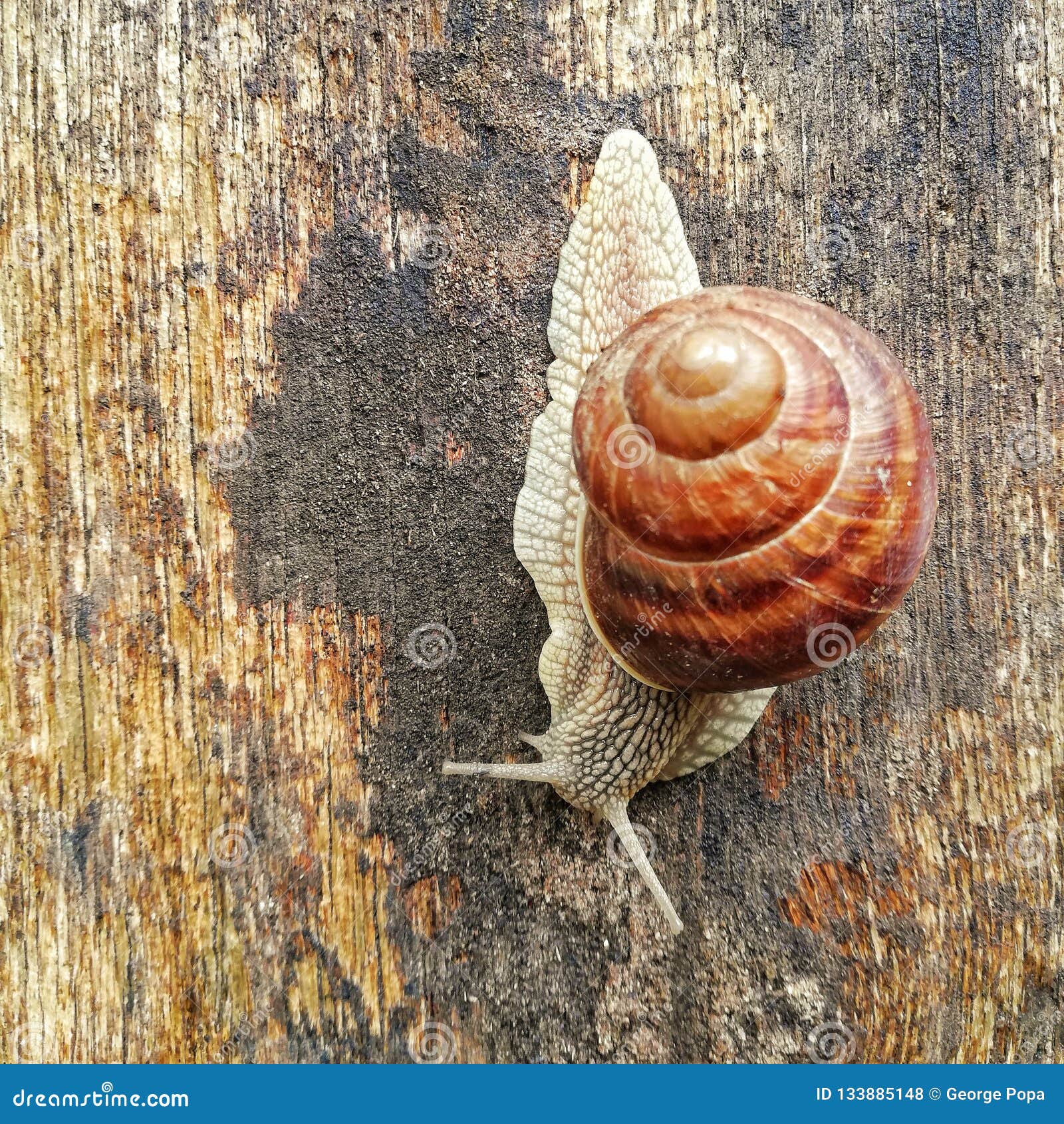 The Snail Stands on a Piece of Wet Wood Stock Photo - Image of piece ...