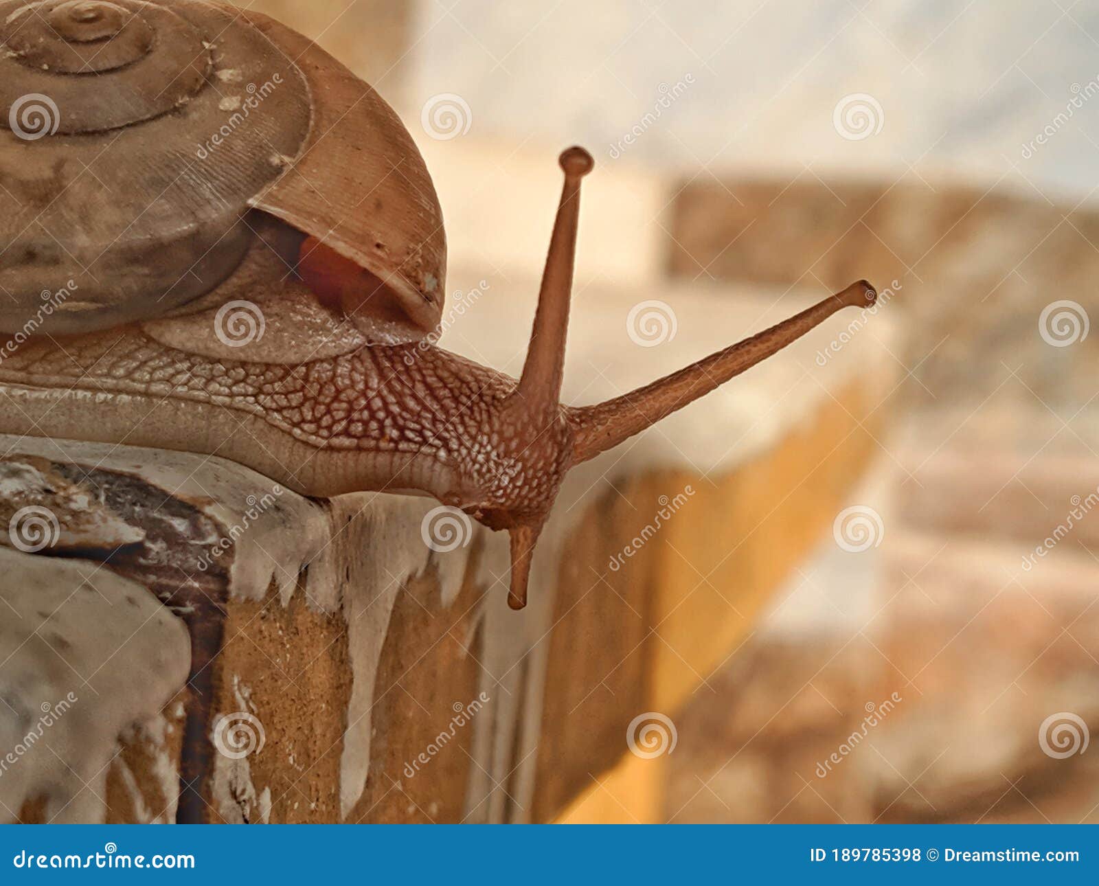 Snail Staring Towards the Camera Stock Photo - Image of leaf, wildlife ...