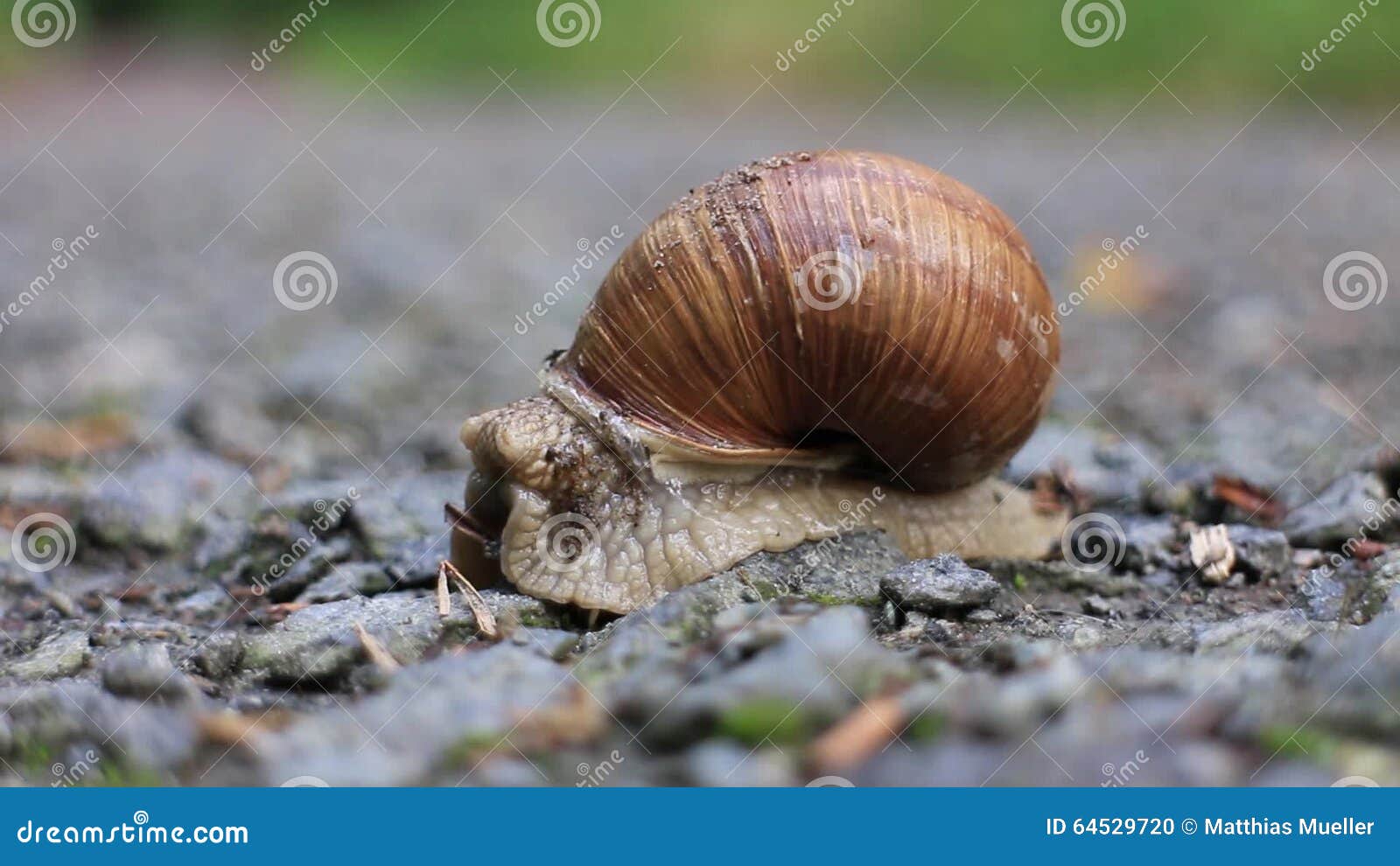 Snail almost stepped on stock footage. Video of quick - 64529720