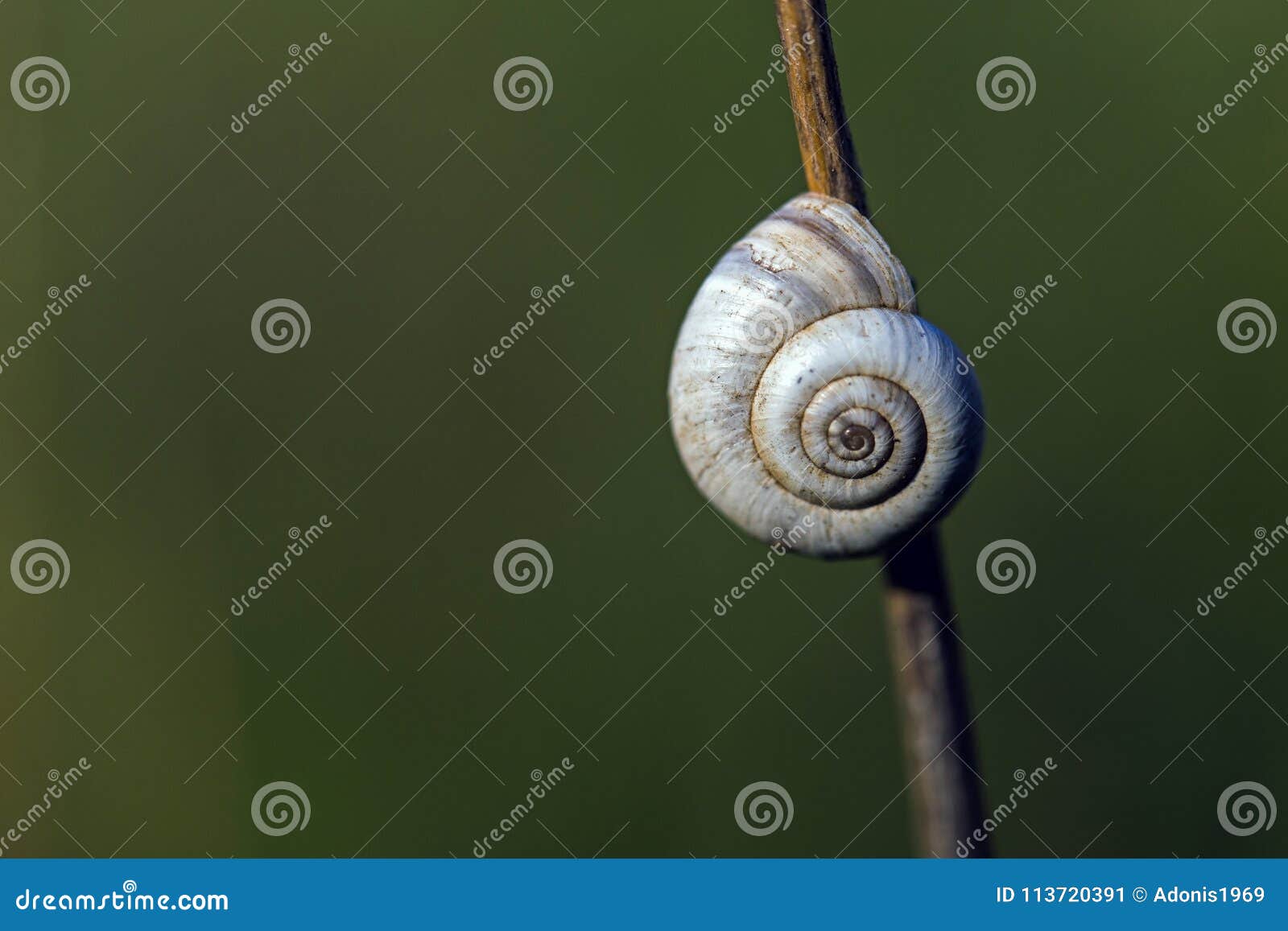 Snail on stick closeup stock image. Image of affixed - 113720391