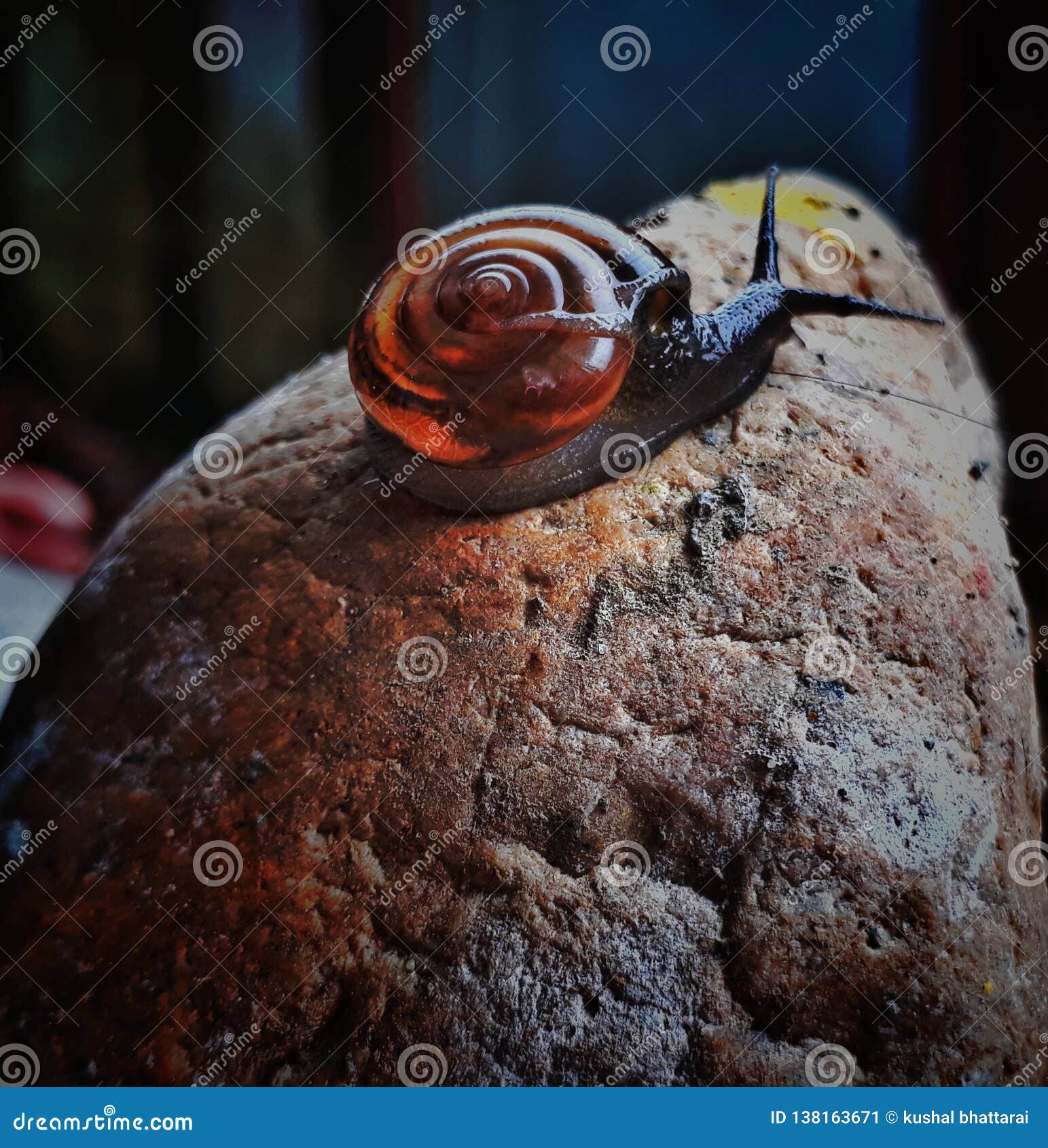 Snail stock image. Image of creature, stone, nature - 138163671