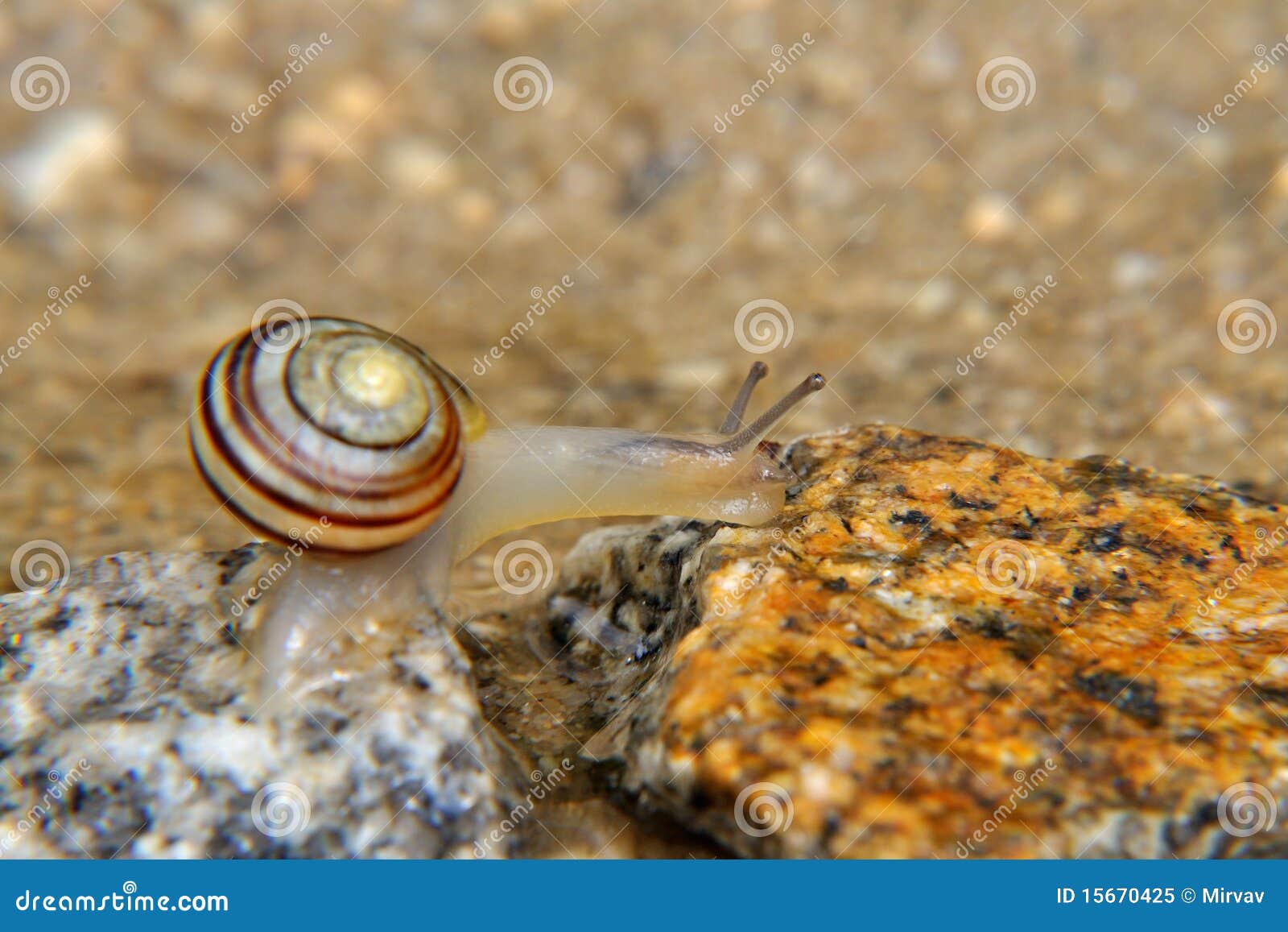 Snail on the stone stock image. Image of fast, cool, isolated - 15670425