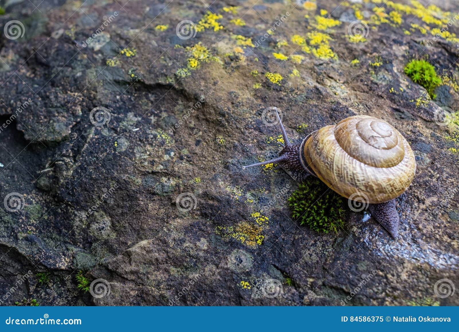 Snail on stone stock image. Image of bonding, caucasian - 84586375