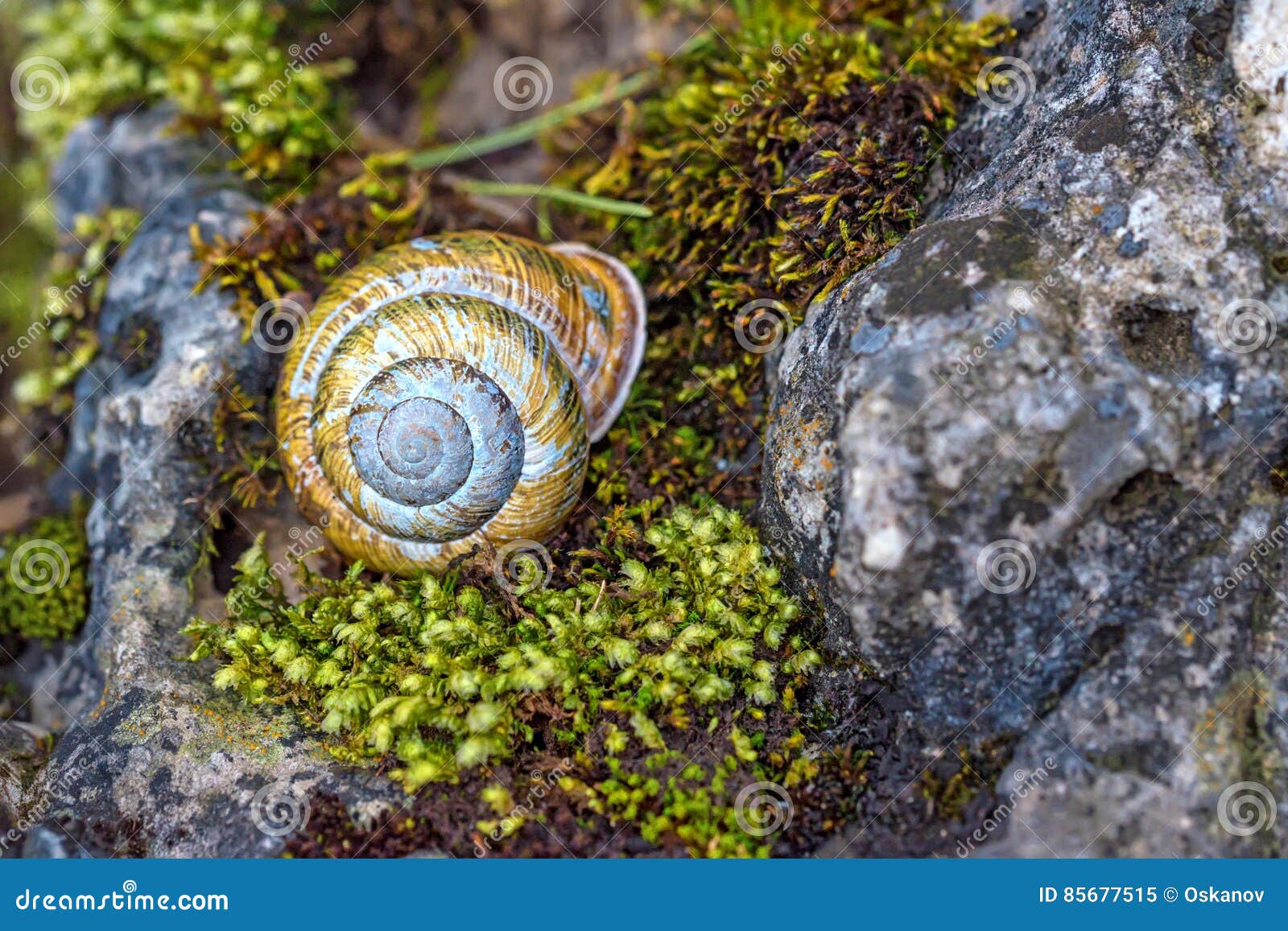 Snail on stone stock image. Image of single, nature, moss - 85677515