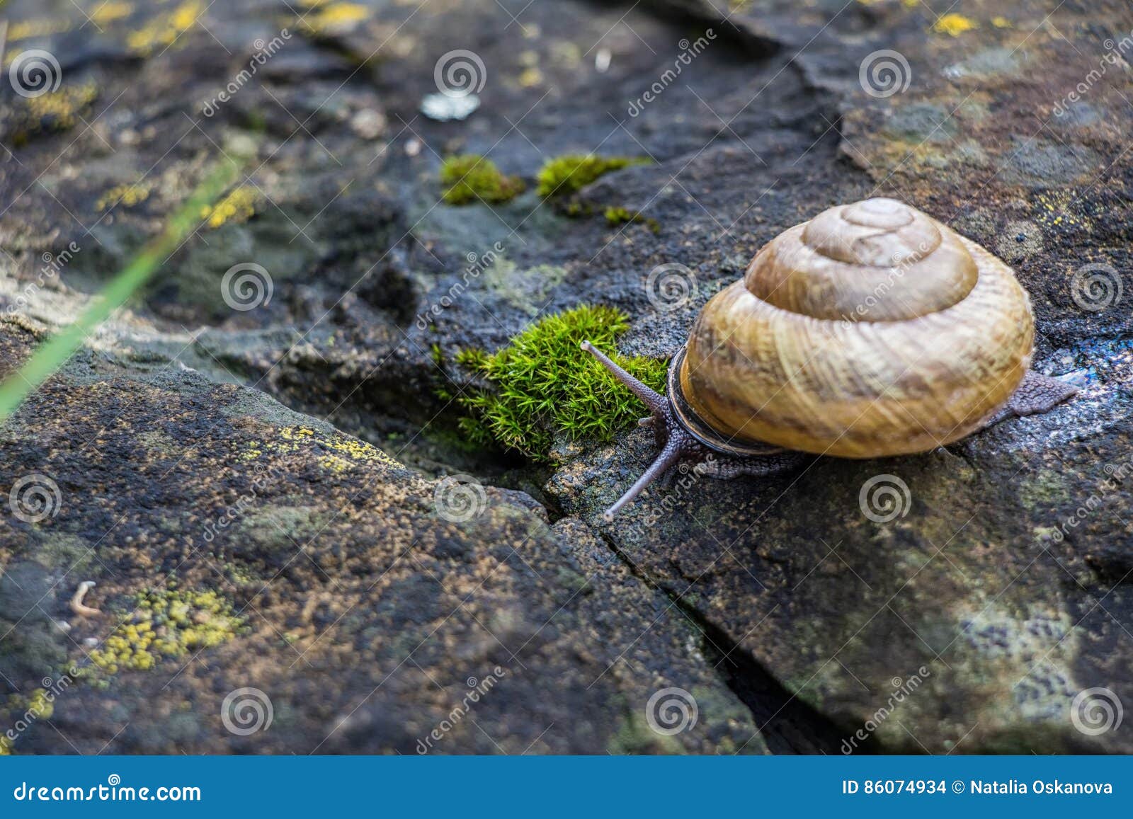 Snail on stone stock photo. Image of gold, family, garden - 86074934