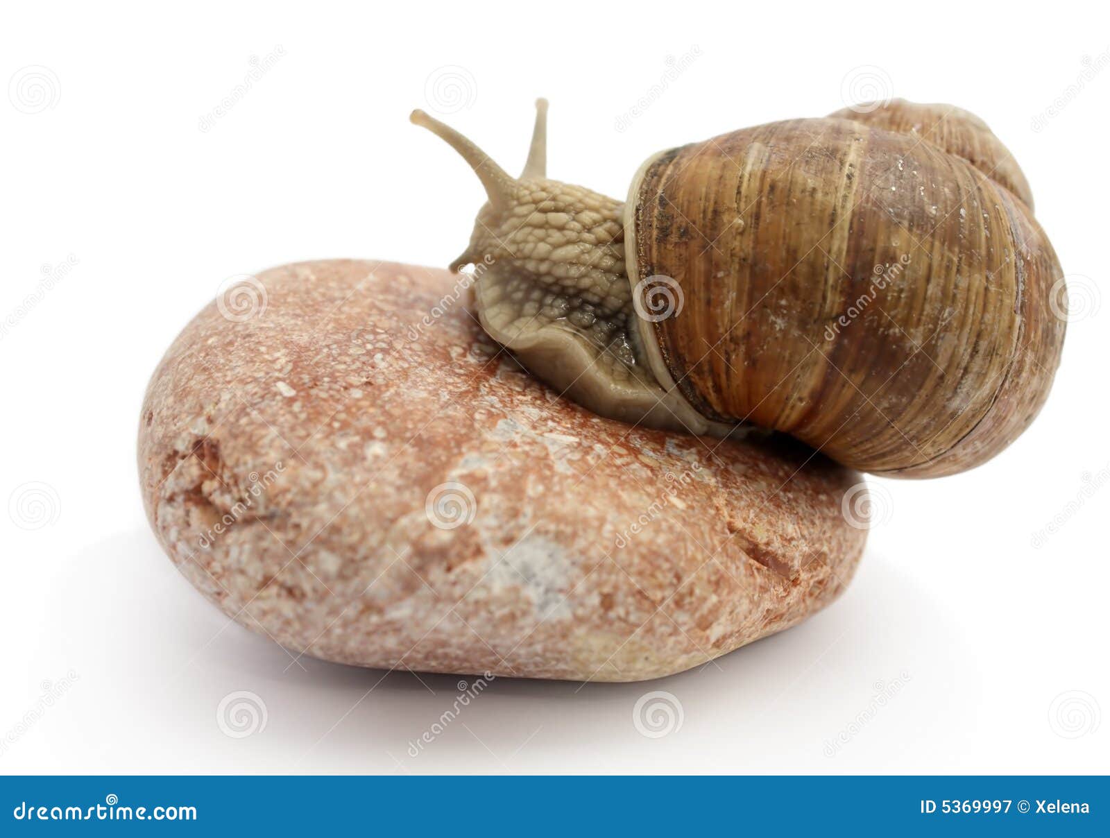 Snail on the Stone - Isolated Stock Image - Image of white, stone: 5369997