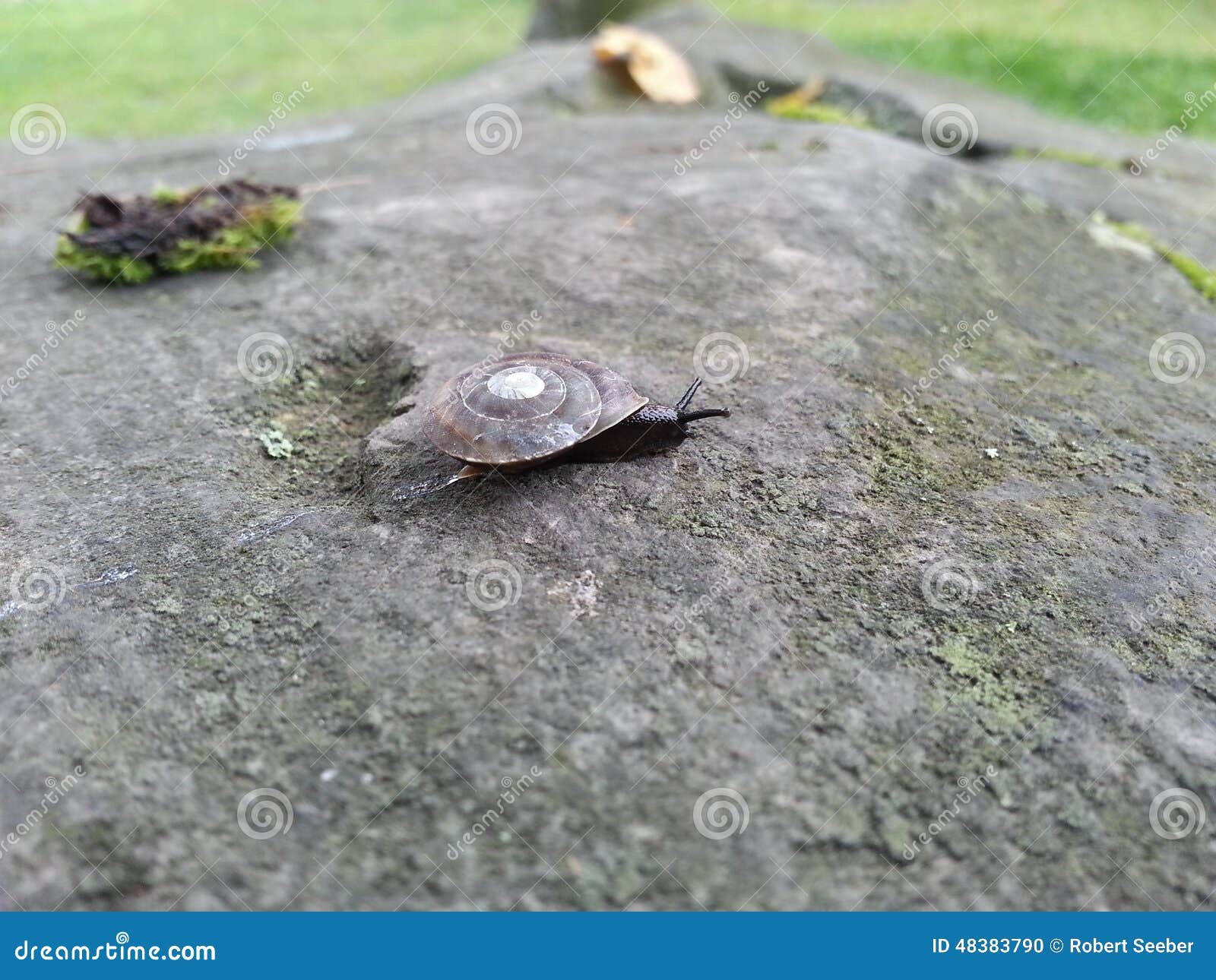 Snail on stone stock photo. Image of nature, macro, beautiful - 48383790
