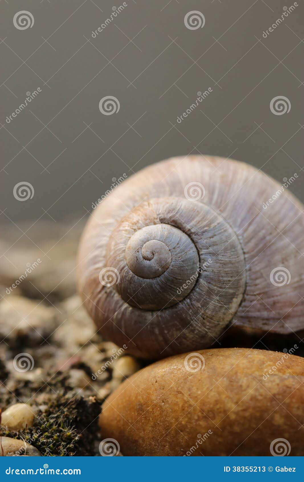 Snail and stone stock image. Image of nature, background - 38355213