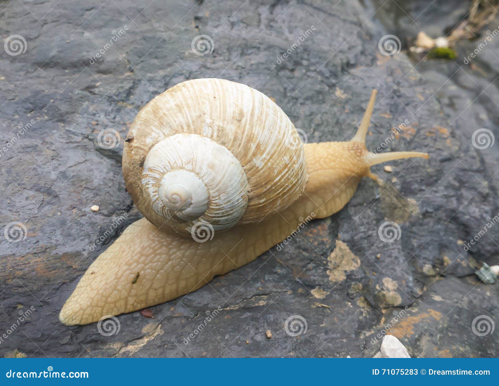 Snail on a stone. stock image. Image of wildlife, spiral - 71075283