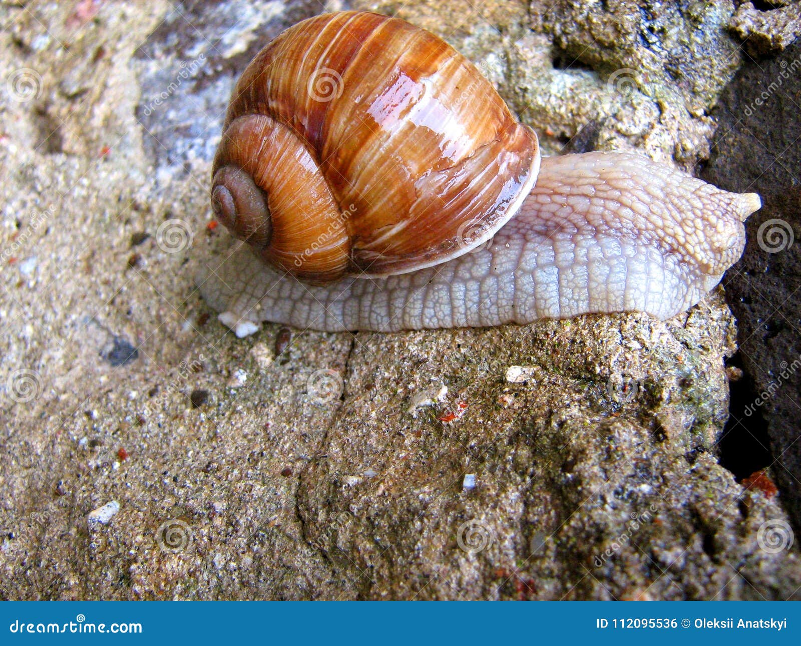 Snail on stone stock photo. Image of stone, gastropod - 112095536