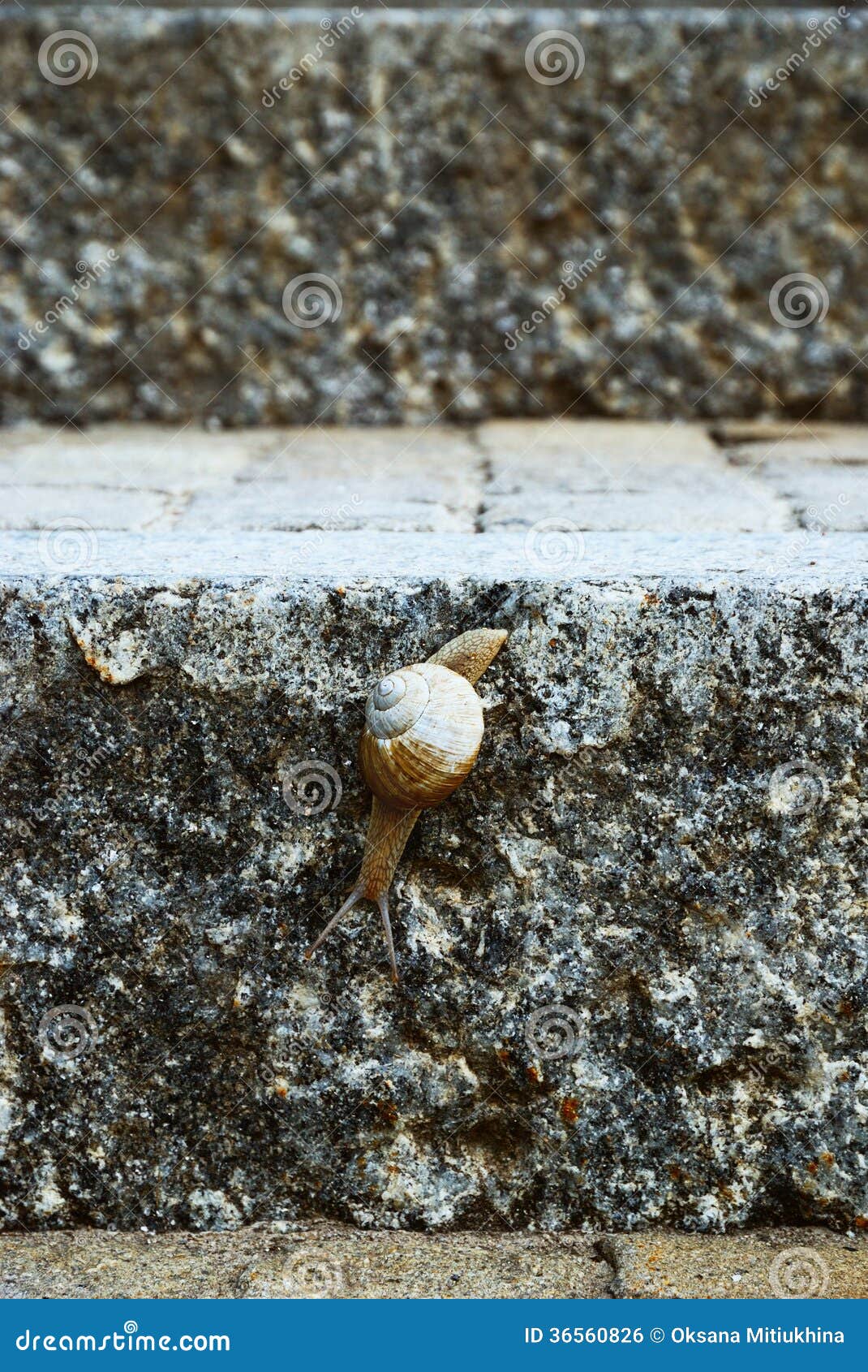Snail on the stone stairs stock photo. Image of mollusc - 36560826