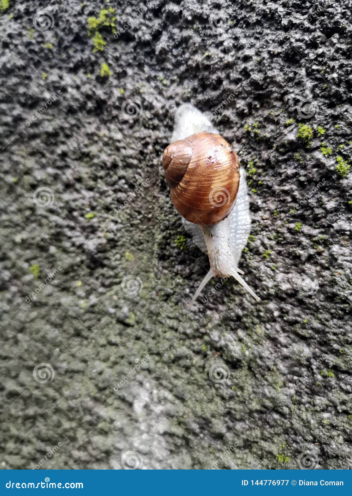 Snail on a stone wall stock image. Image of wildlife - 144776977