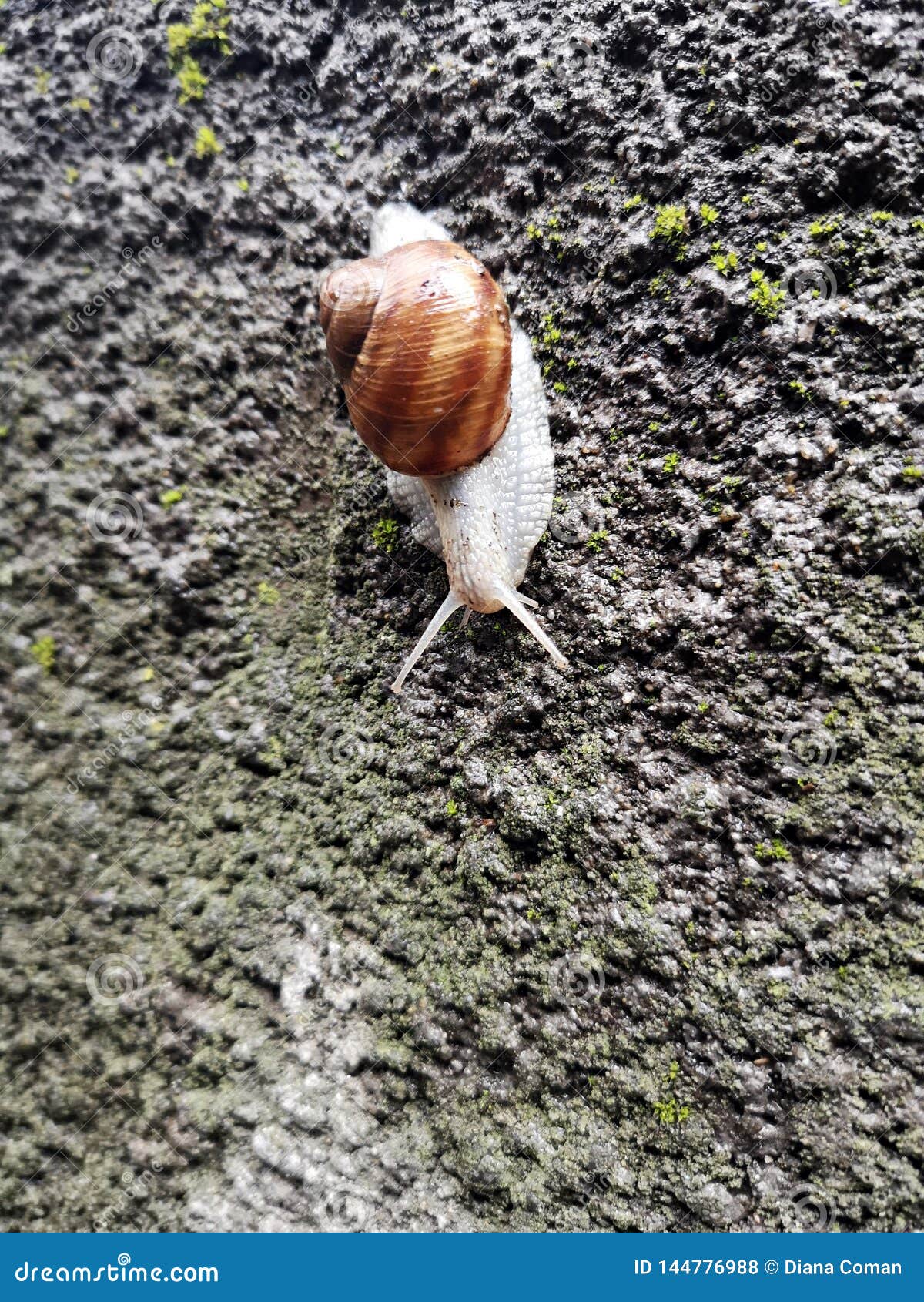 Snail on a stone wall stock photo. Image of garden, wildlife - 144776988