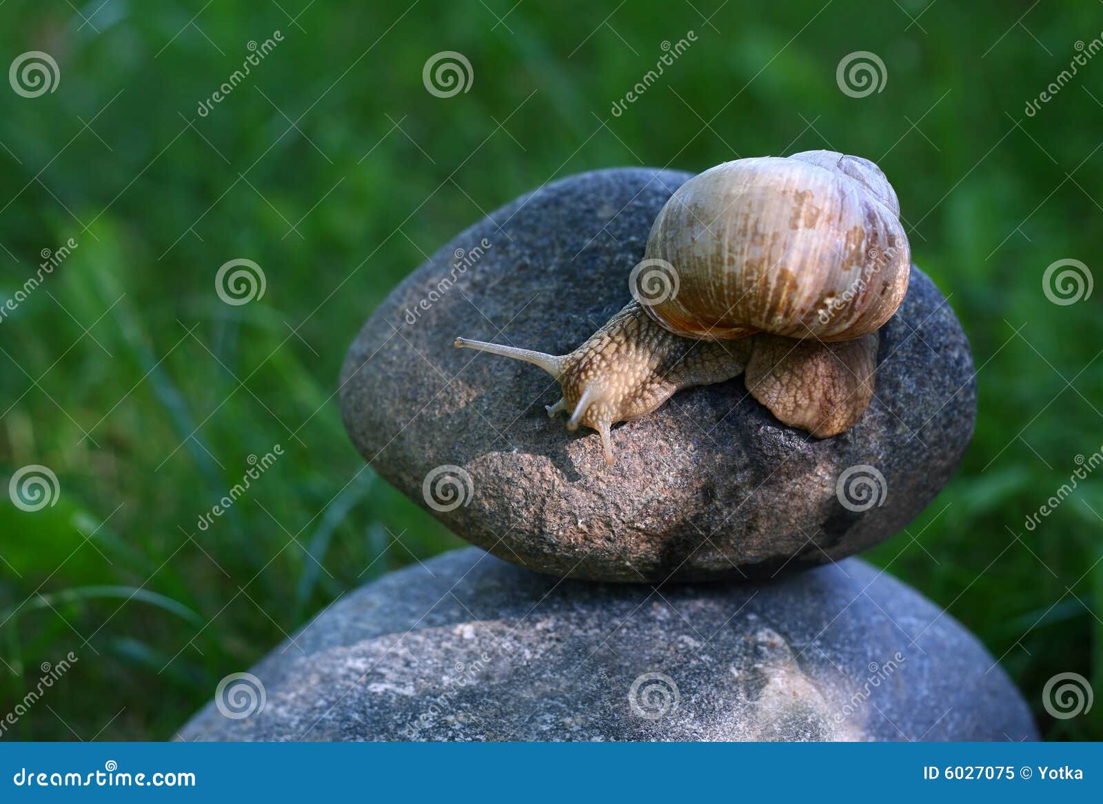 Snail on stones stock image. Image of summer, stones, season - 6027075