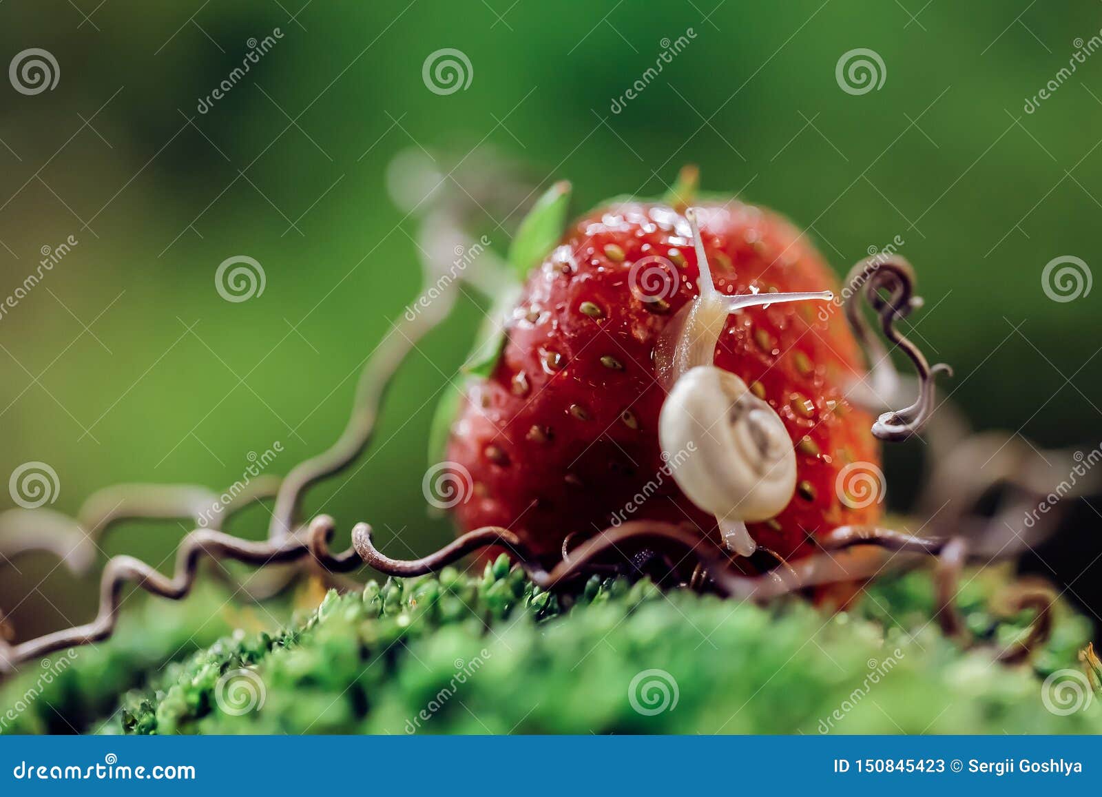 Snail on the Strawberry stock image. Image of finger - 150845423