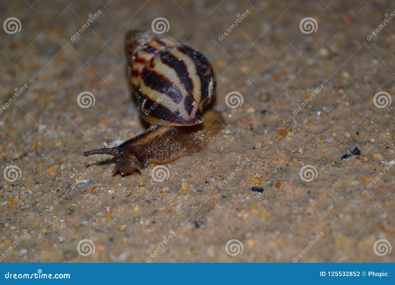 Snail Stretching Out from Striped Shell Stock Photo - Image of moving ...