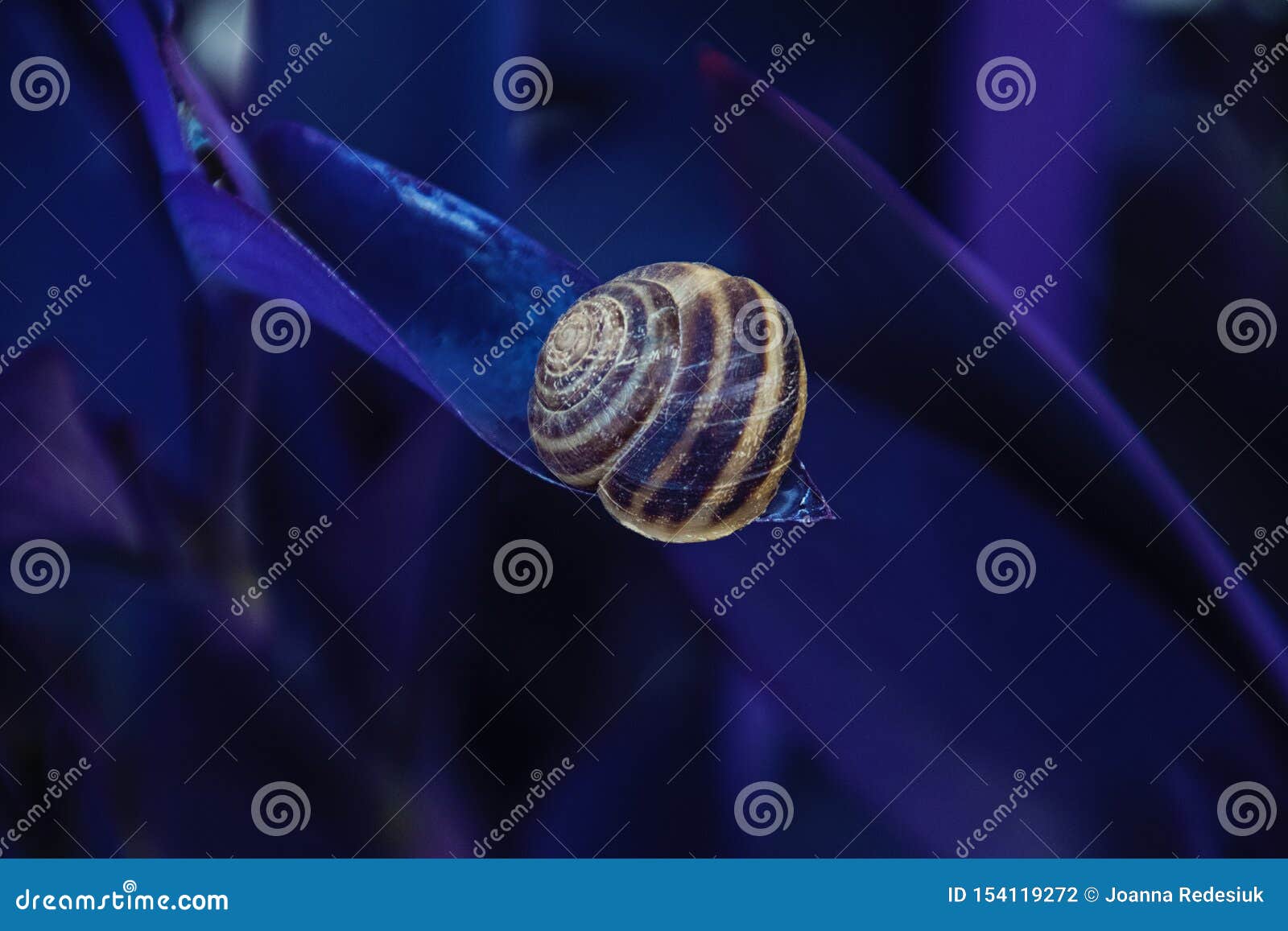 Snail in a Striped Shell Sleeping on the Original Purple Plant Making ...