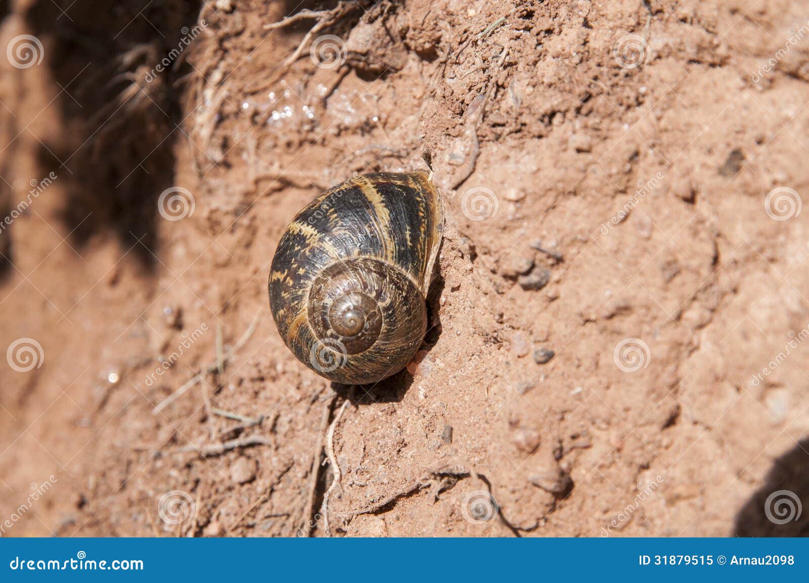 Snail stuck stock image. Image of invertebrate, animal - 31879515