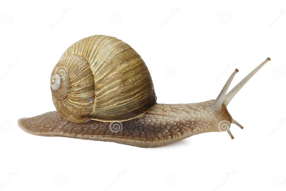 Snail stock photo. Image of slow, slimy, shell, wildlife - 43787034