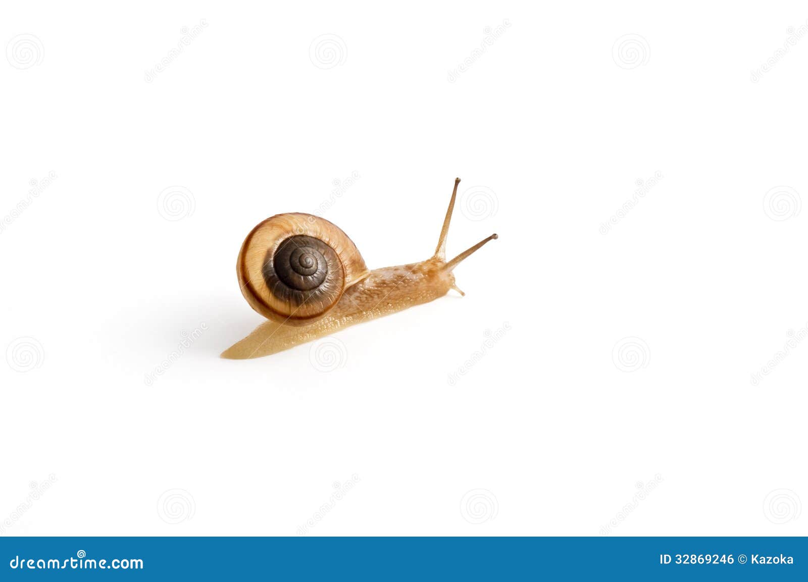 Snail stock photo. Image of animal, univalve, nature - 32869246