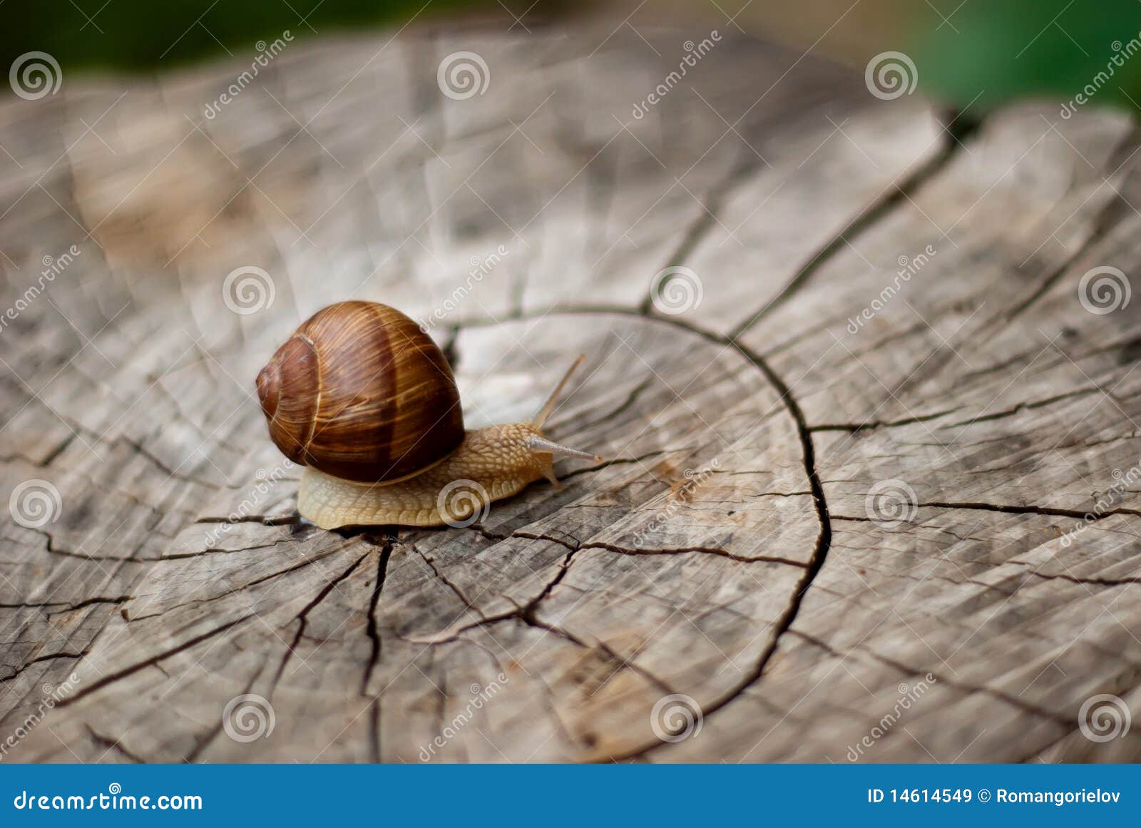 Snail on the stump stock image. Image of animal, slimy - 14614549