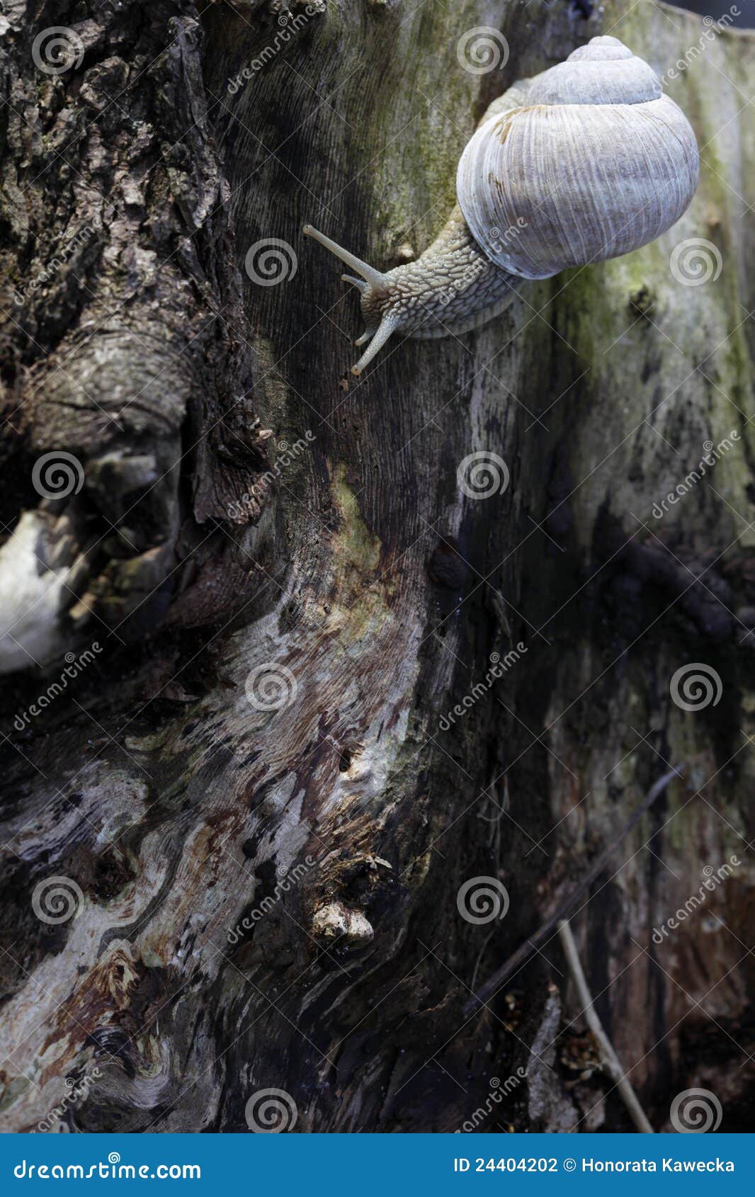 Snail on stump stock photo. Image of house, shell, slippery - 24404202