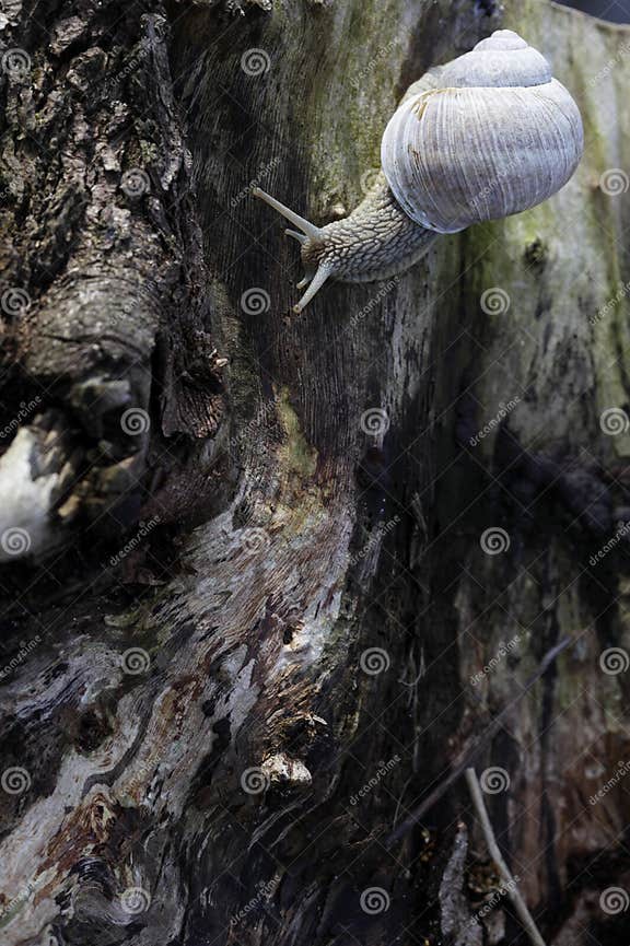 Snail on stump stock photo. Image of house, shell, slippery - 24404202