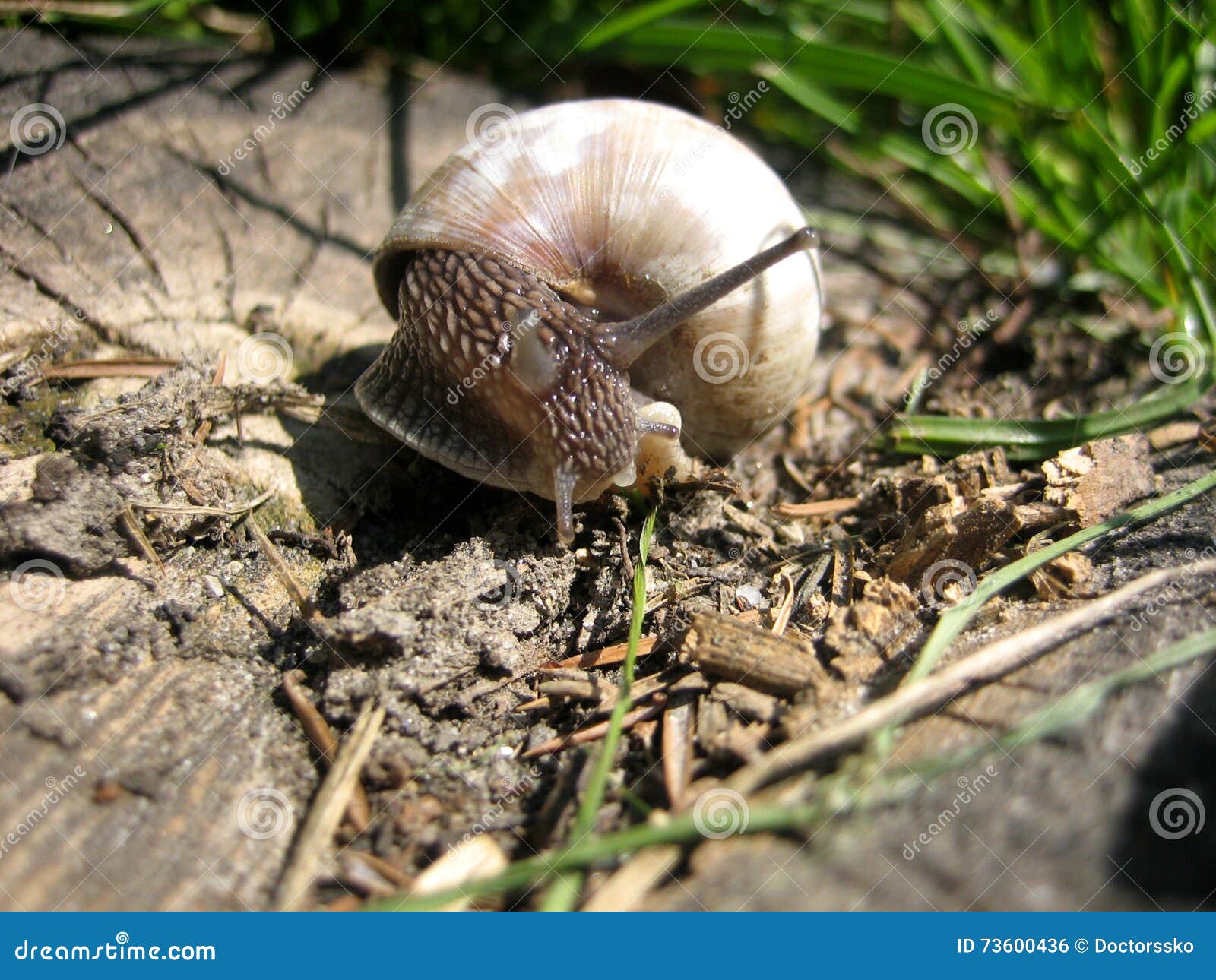 Snail on stump stock photo. Image of zoom, stump, horns - 73600436