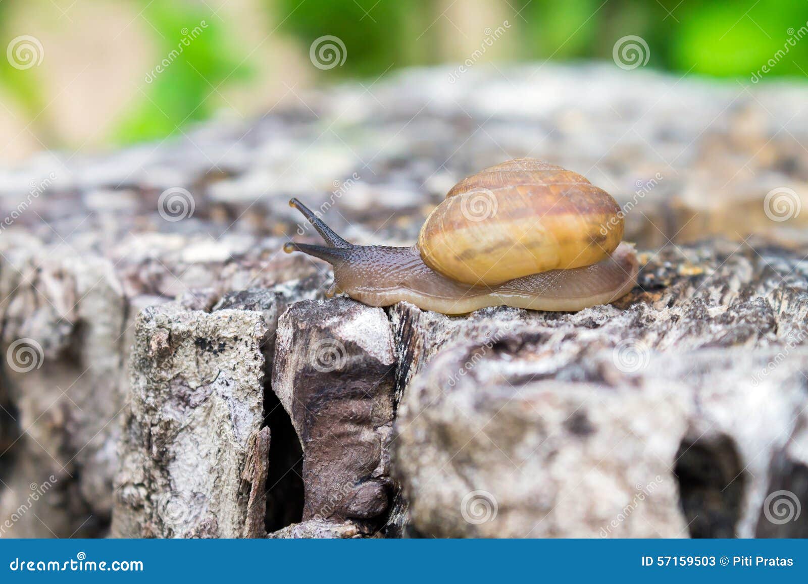 Snail on stump stock image. Image of slime, helix, burgundy - 57159503