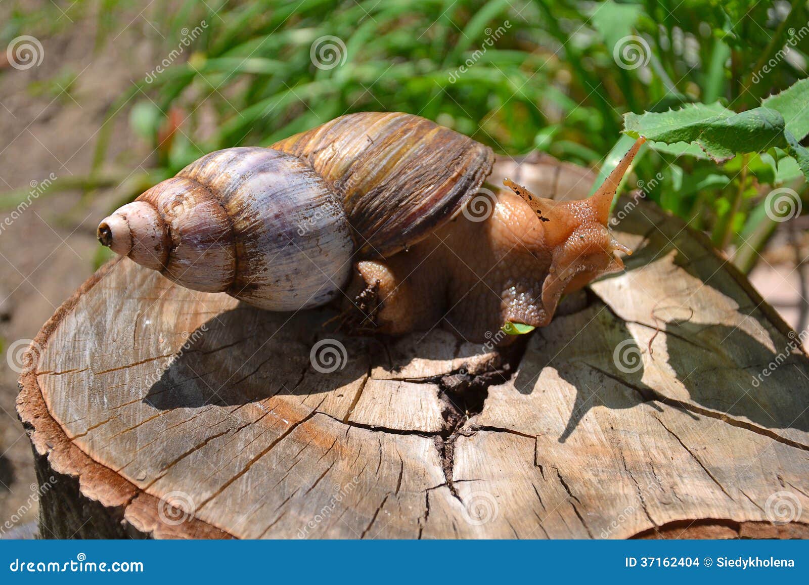 Snail on a stump in nature stock photo. Image of face - 37162404