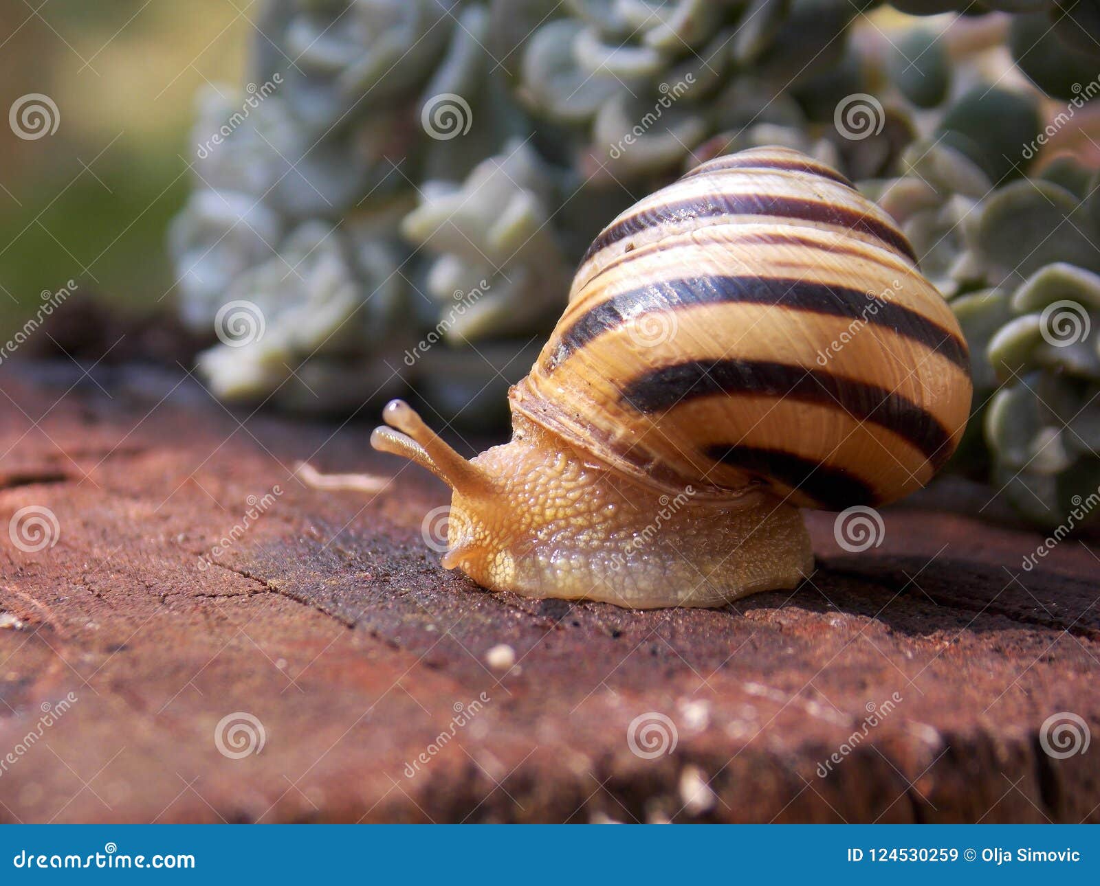 Snail on the stump stock image. Image of insect, plant - 124530259