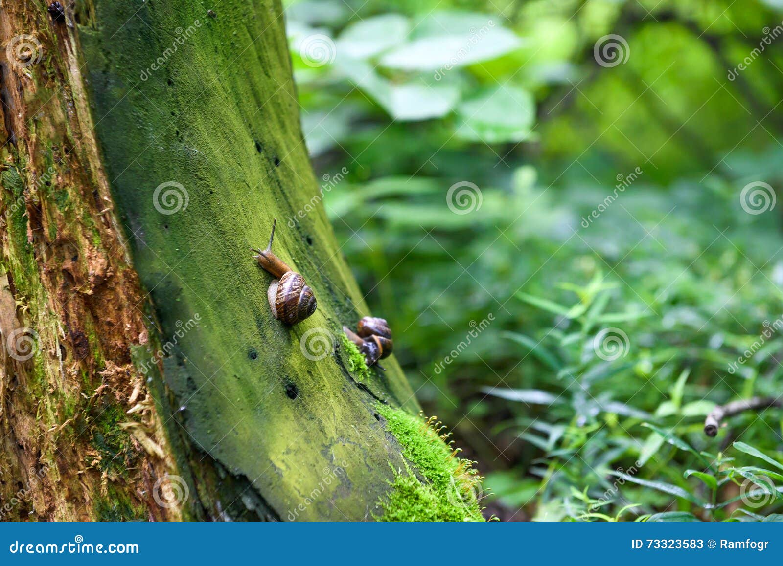 Snail on a stump stock image. Image of closeup, cute - 73323583