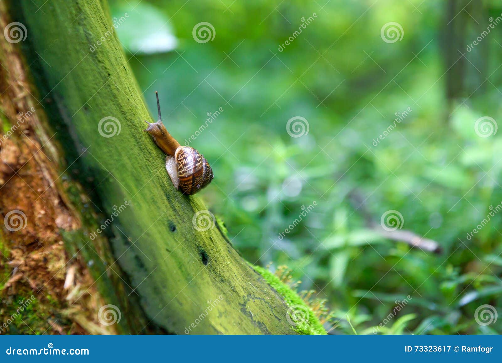 Snail on a stump stock image. Image of invertebrate, outdoor - 73323617