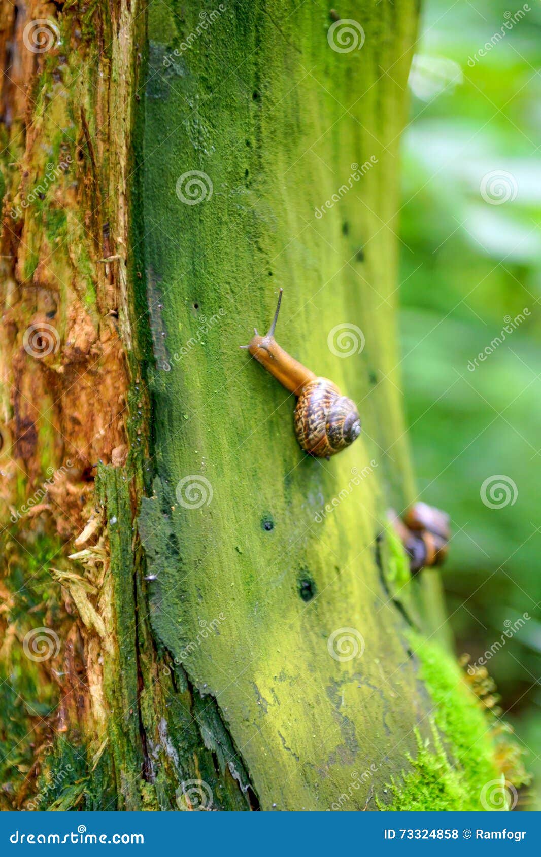 Snail on a stump stock photo. Image of invertebrate, macro - 73324858