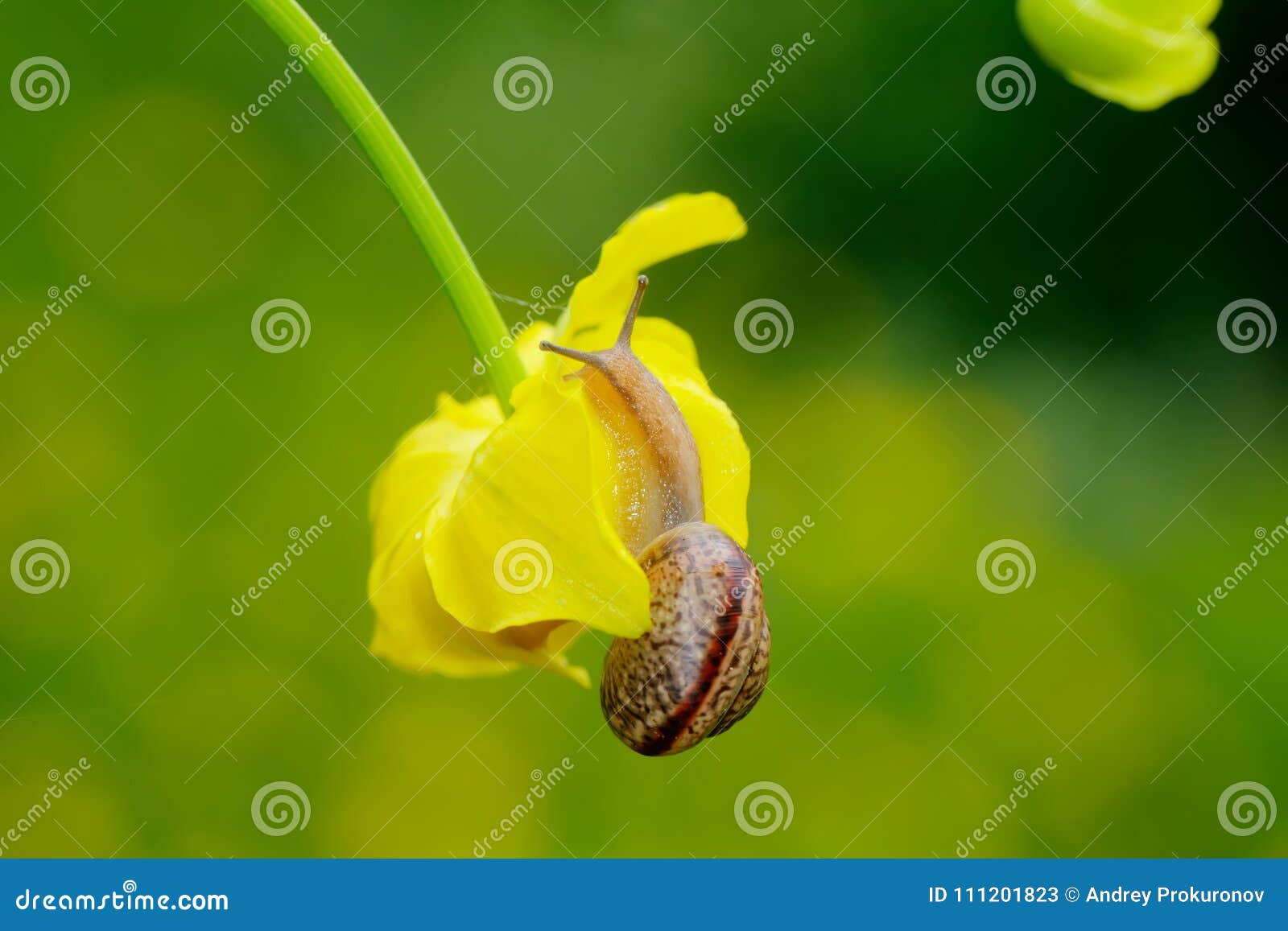 Snail. Summer flower. stock image. Image of close, flower - 111201823