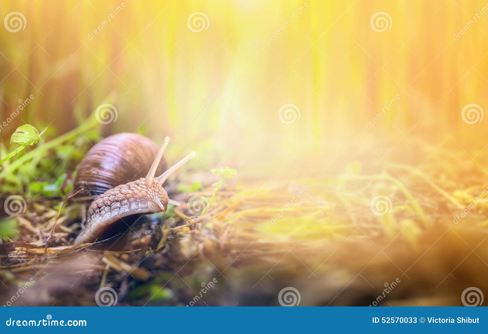 Snail in Sunny Grass, Banner for Website Stock Image - Image of detail ...