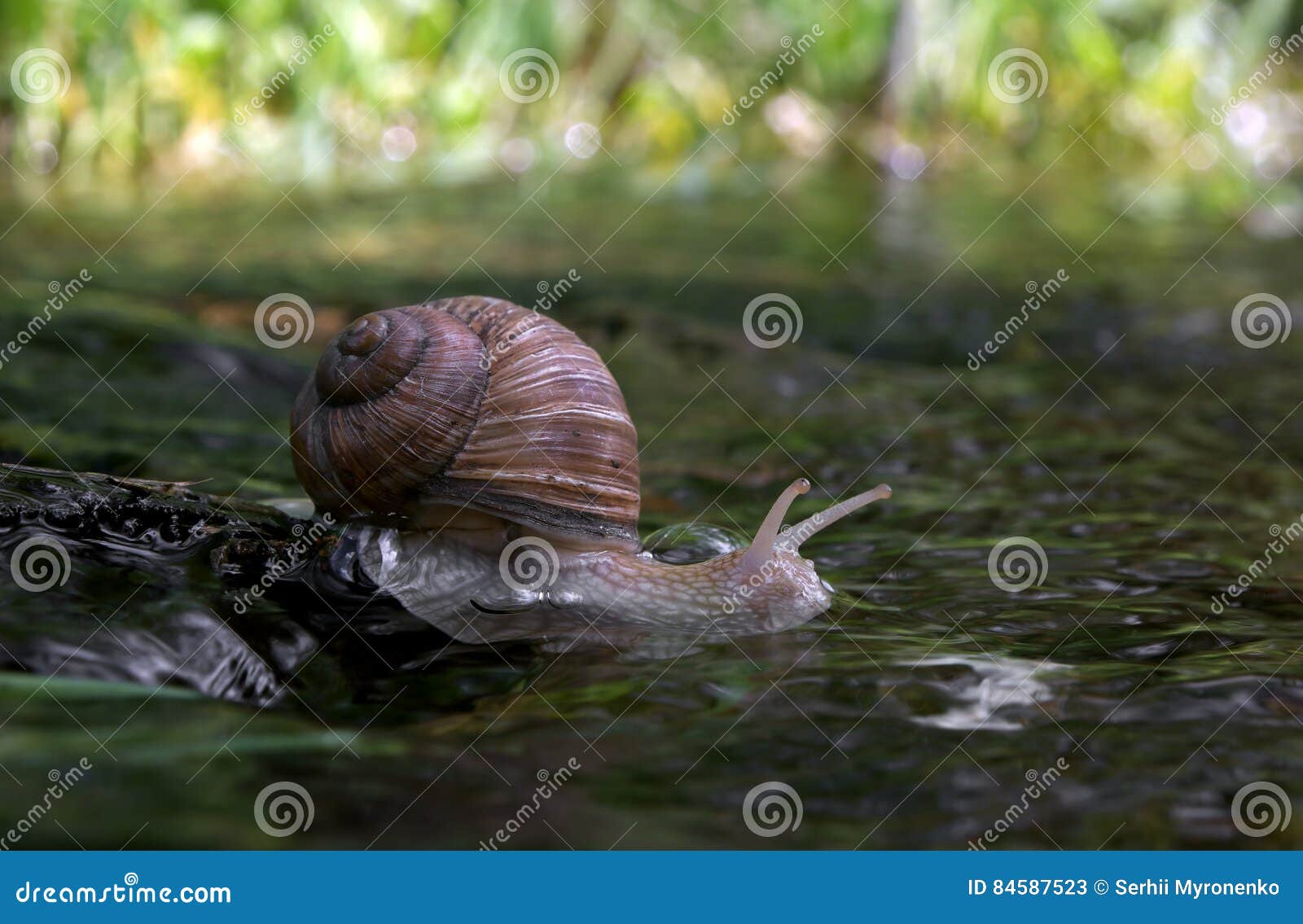 Snail is Swimming on the Rock in Water Stock Image - Image of natural ...