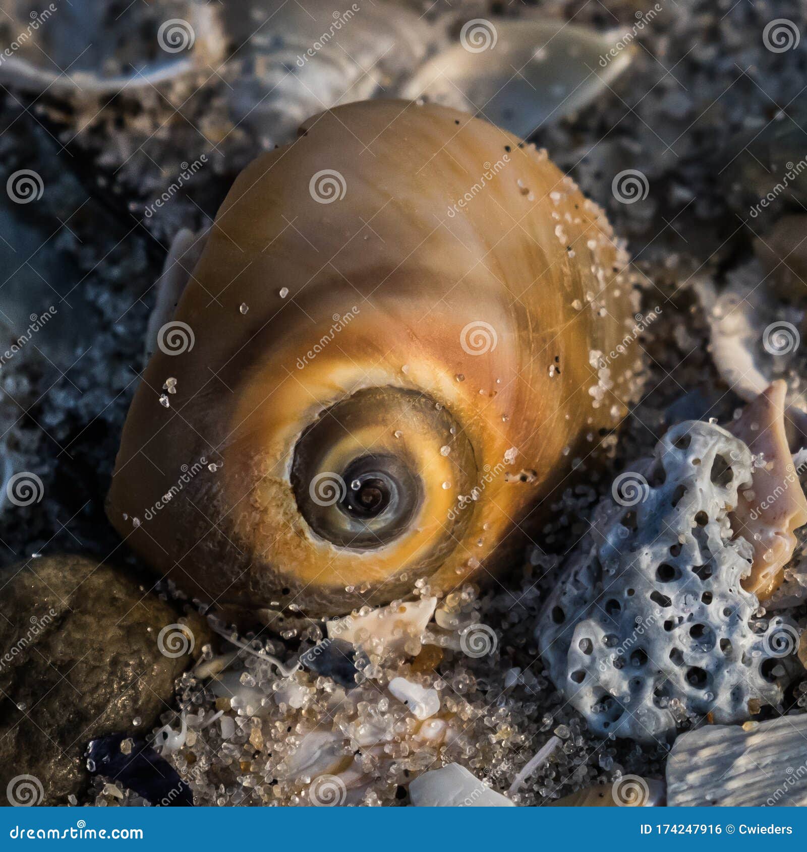 Snail sheel on the beach stock photo. Image of beach - 174247916