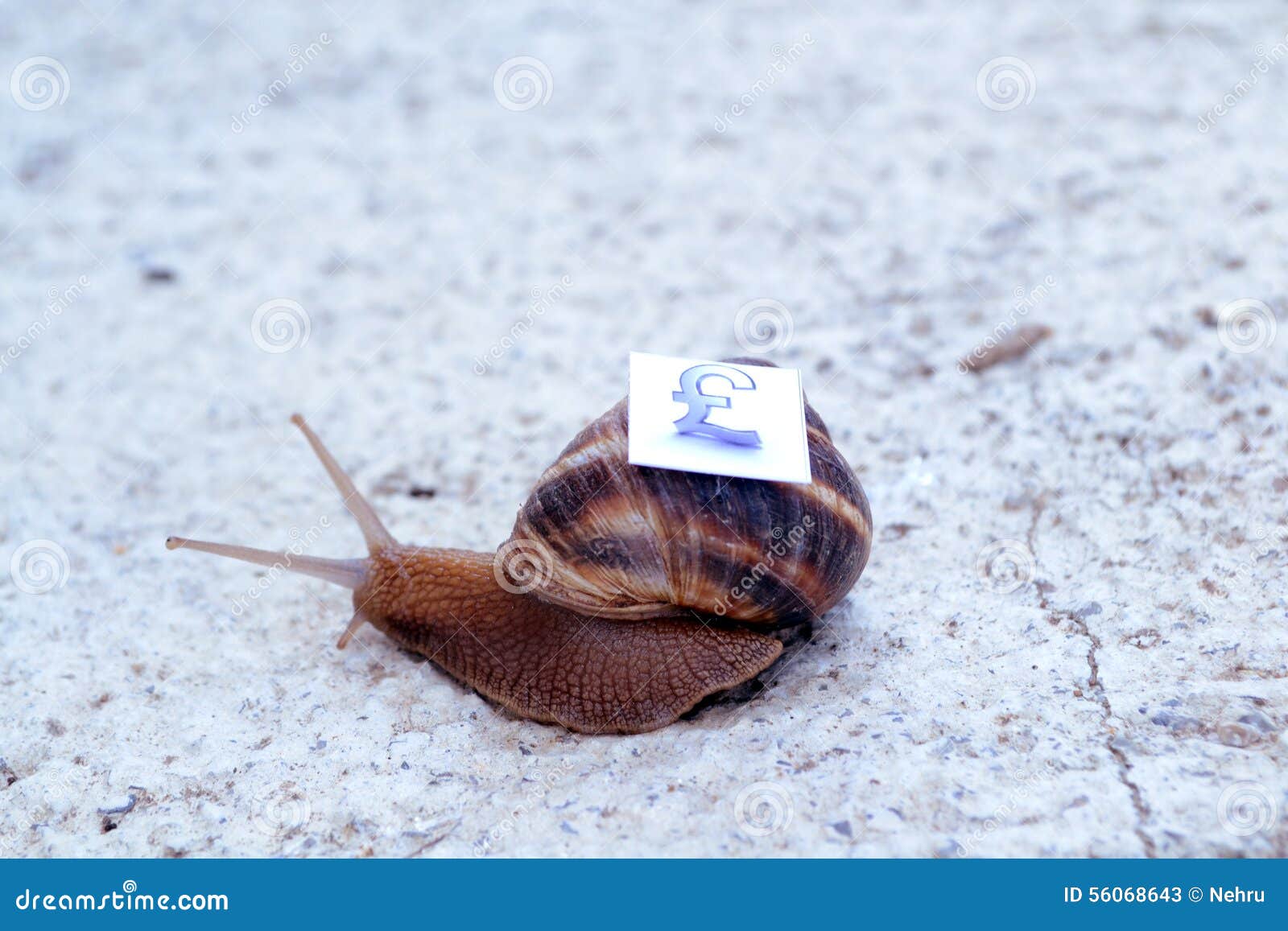 Snail with with Symbols of Money on a Shell Stock Image - Image of ...