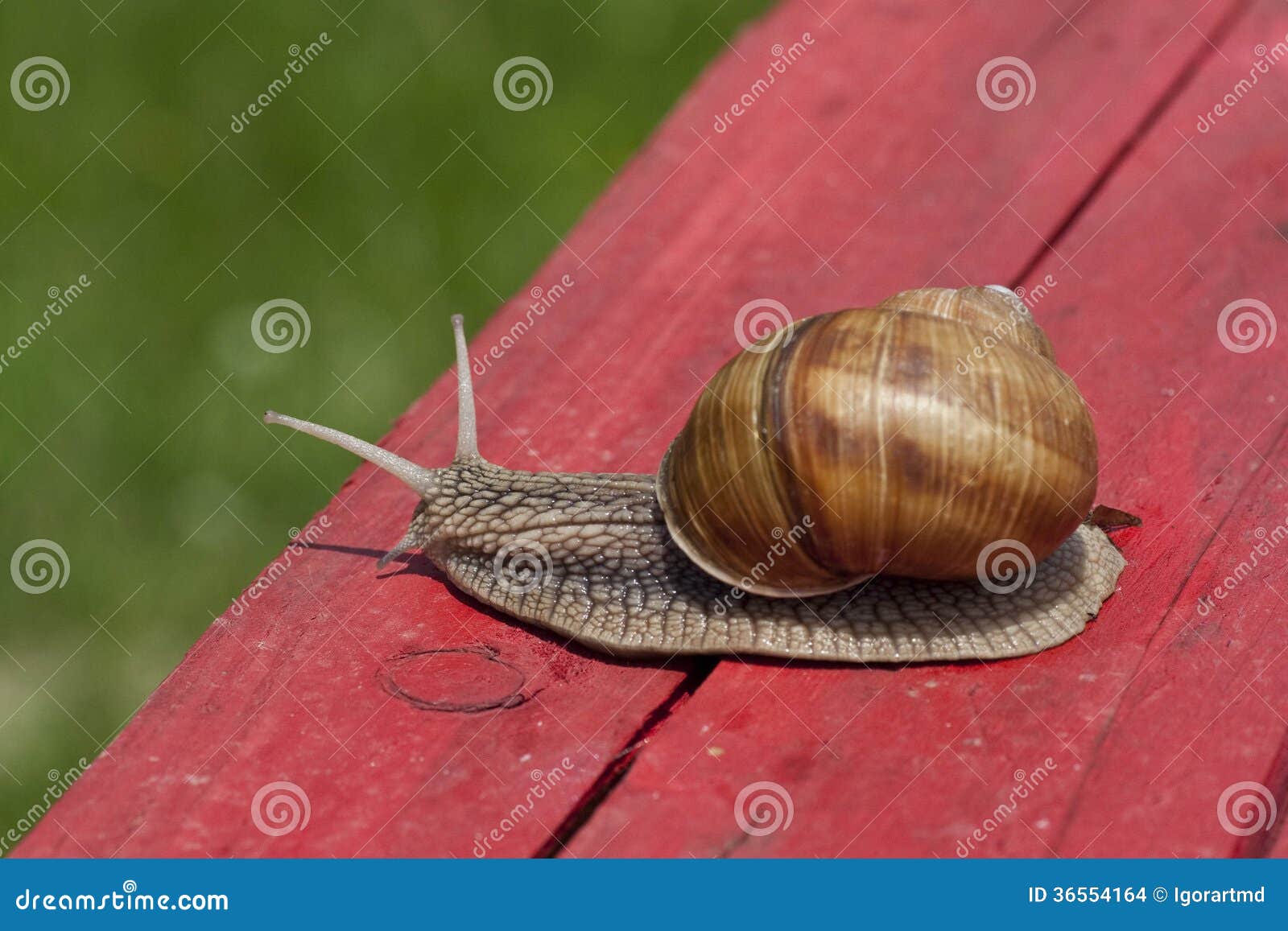 Snail stock photo. Image of antenna, isolated, plant - 36554164