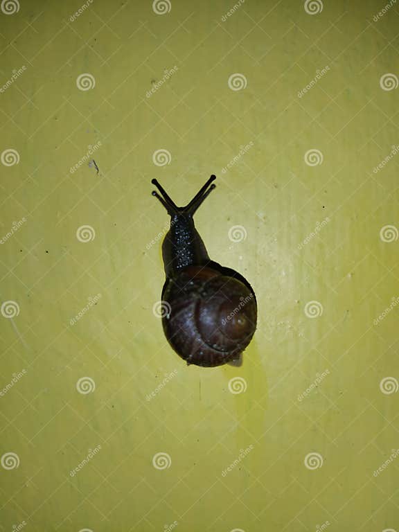 Shadow and its snail stock image. Image of mollusk, animal - 203020433
