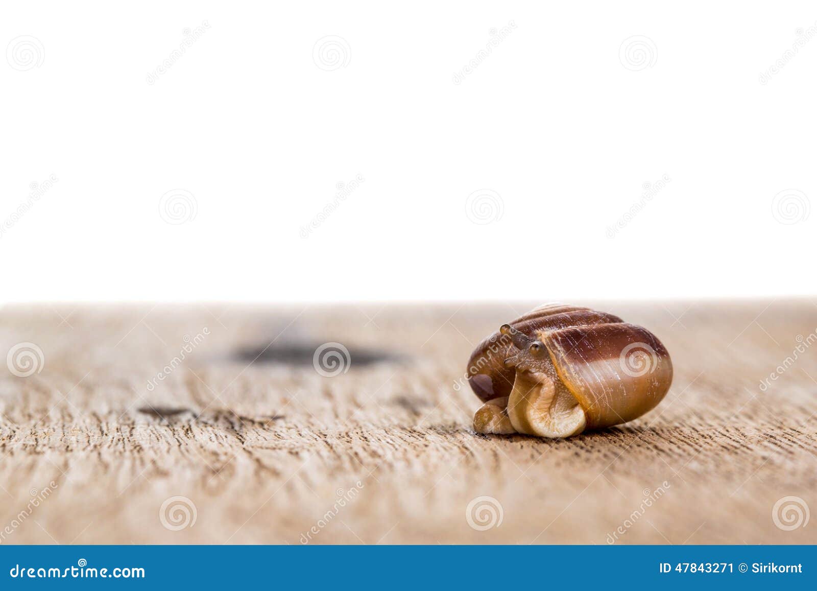 Snail on the table stock image. Image of closeup, fresh - 47843271