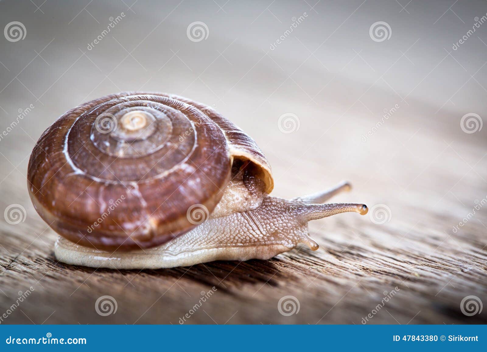 Snail on the table stock photo. Image of helix, fresh - 47843380