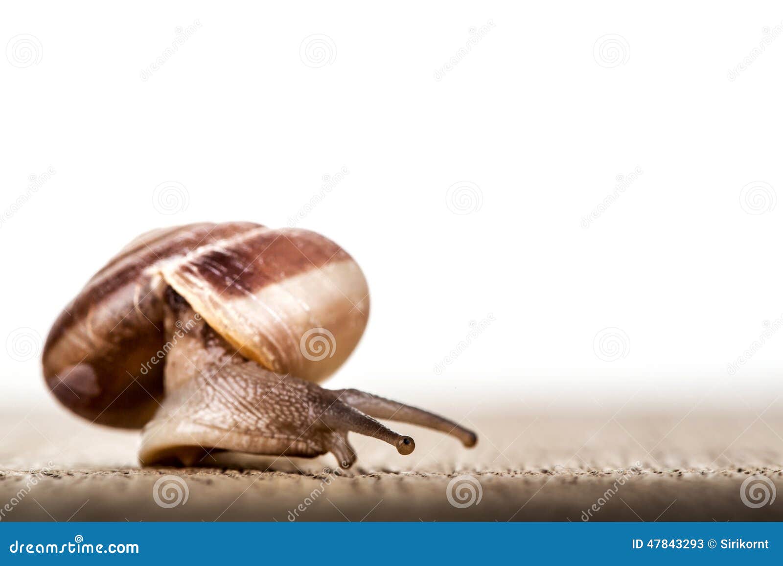 Snail on the table stock image. Image of background, isolated - 47843293