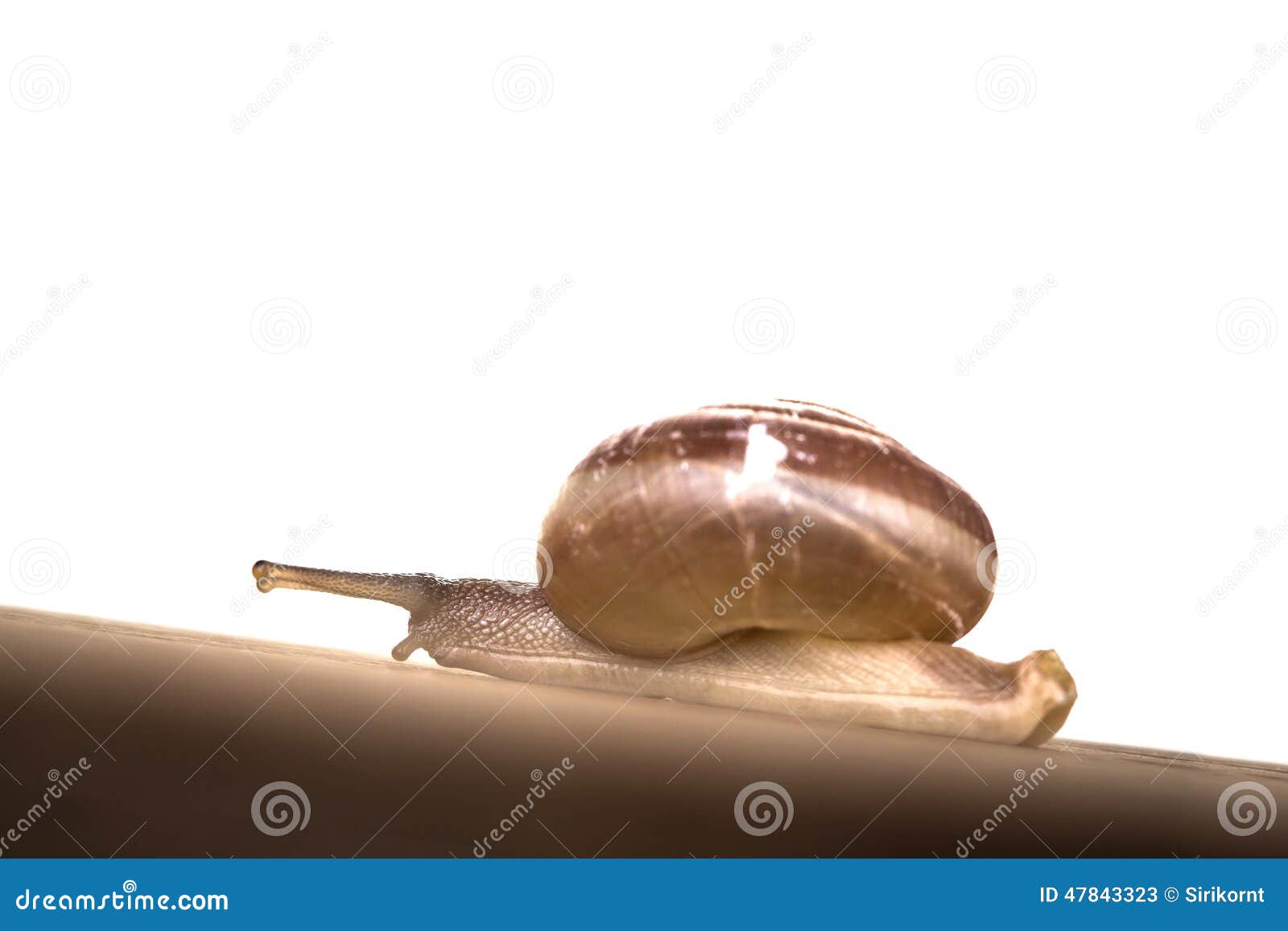 Snail on the table stock image. Image of crawling, food - 47843323
