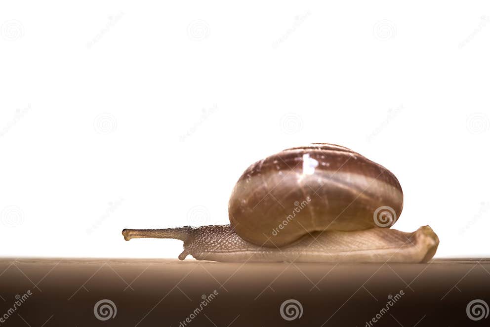 Snail on the table stock image. Image of field, mollusk - 47843331