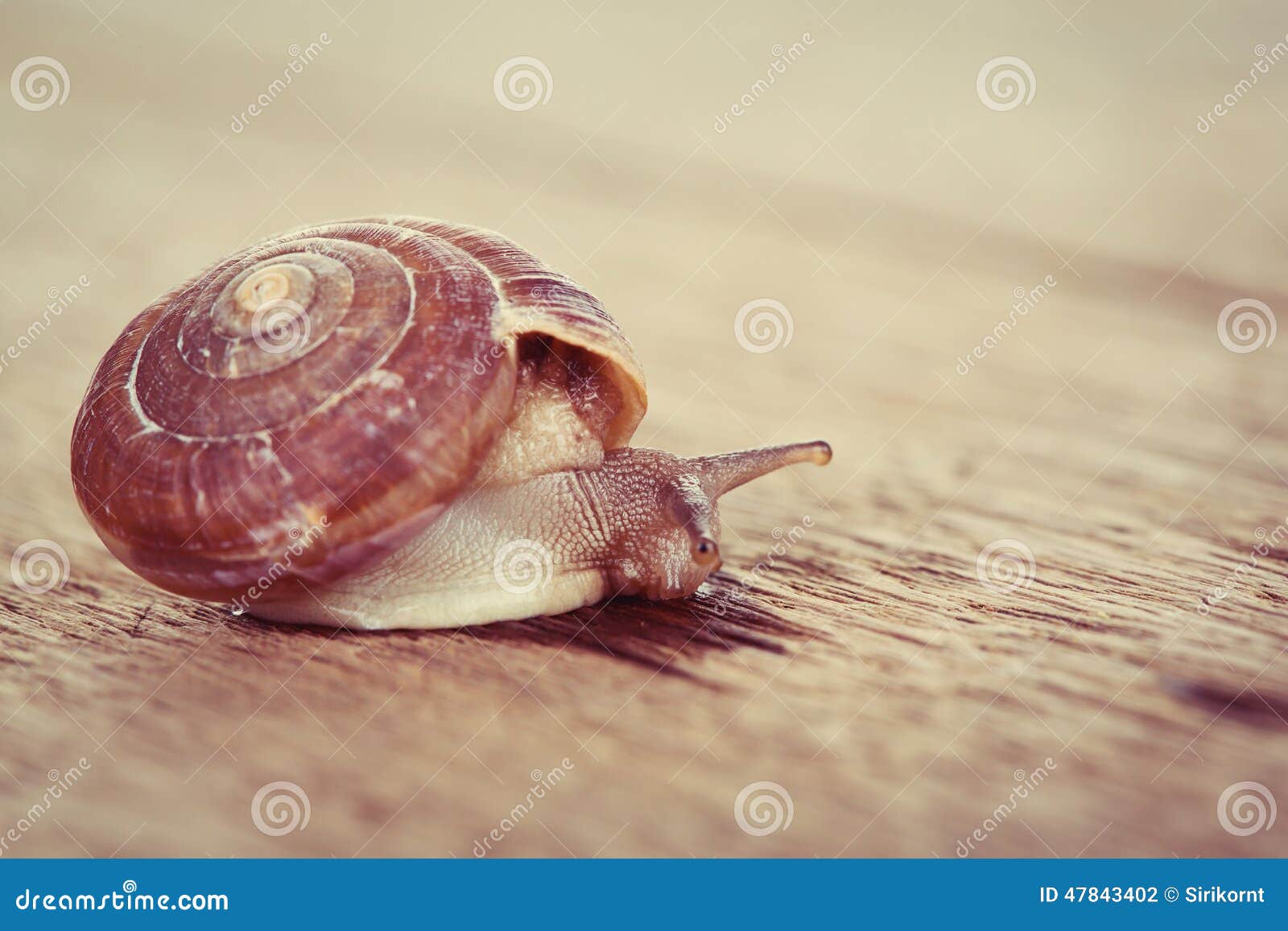 Snail on the table stock photo. Image of botany, creeping - 47843402