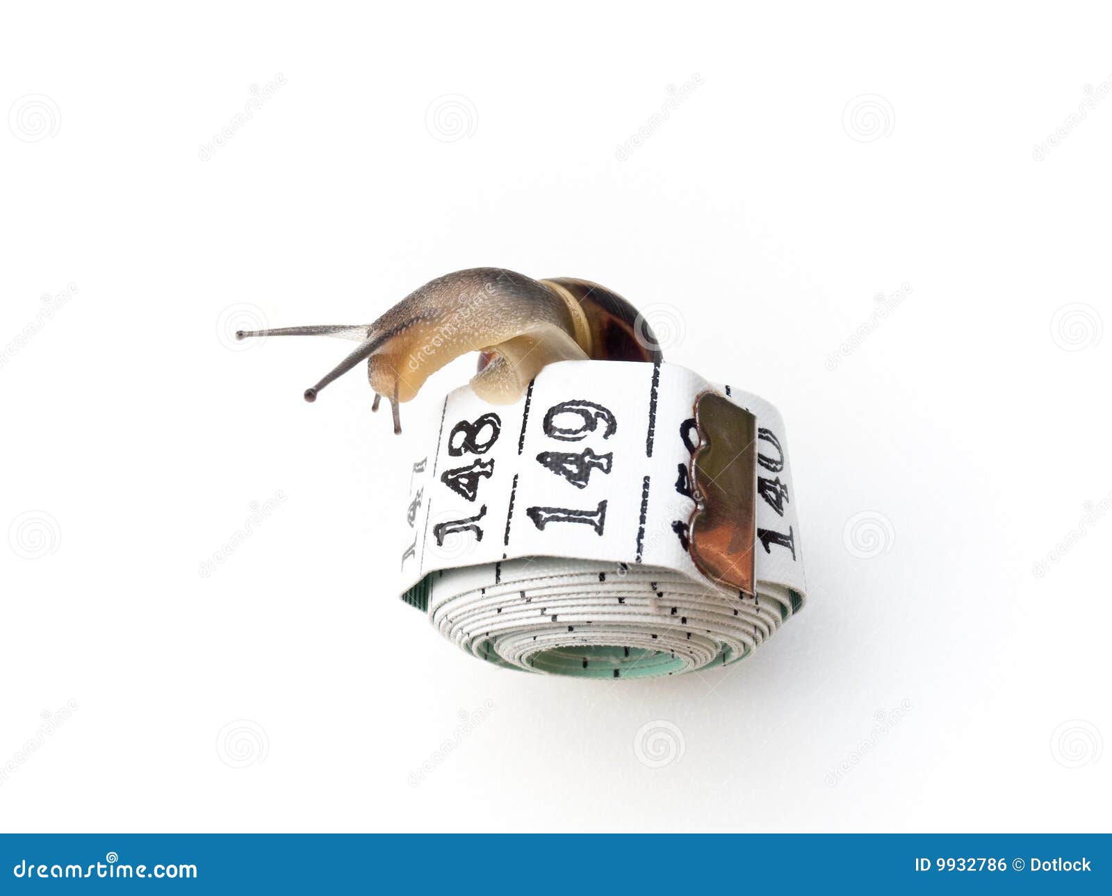 Snail on Tape Measure 2 stock photo. Image of tape, isolated - 9932786