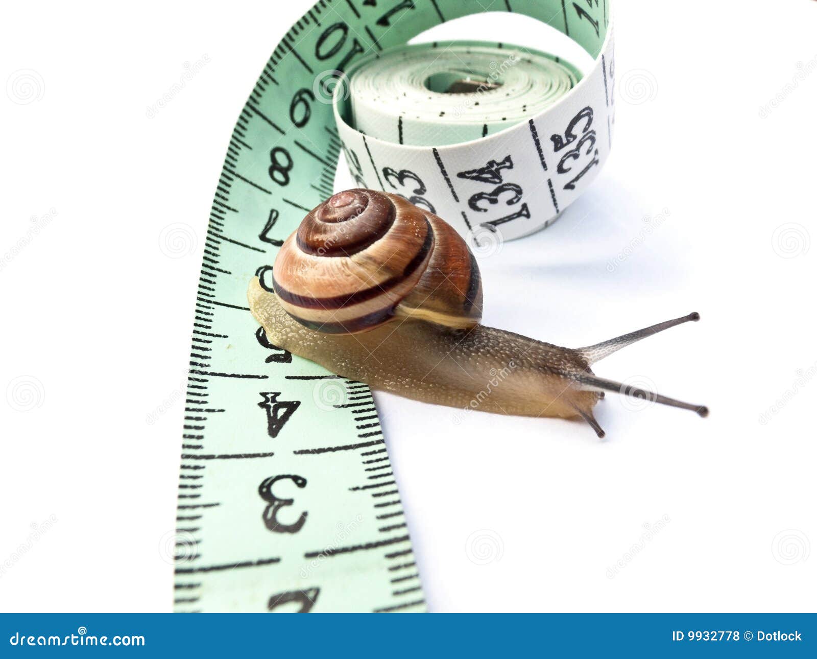 Snail on Tape Measure stock photo. Image of numbers, mollusk - 9932778