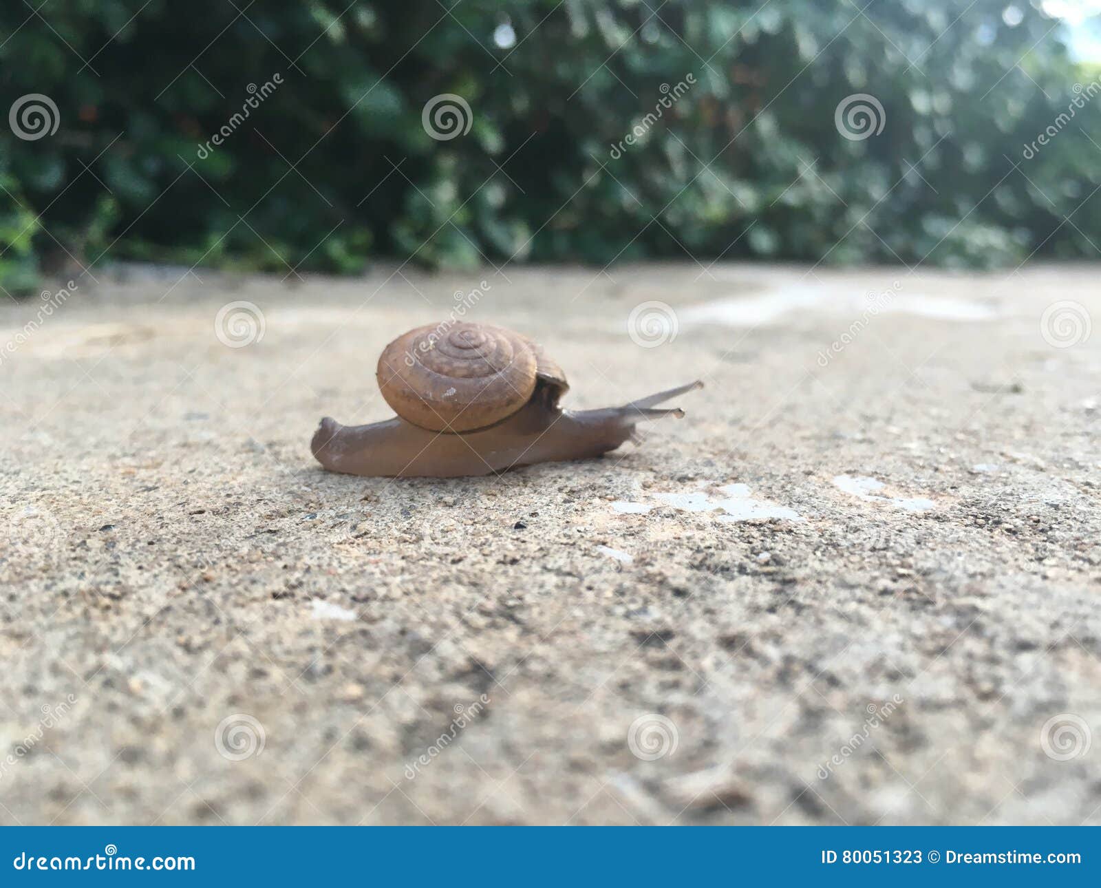 Snail stock image. Image of sukjai, resort, thai, snailthai - 80051323